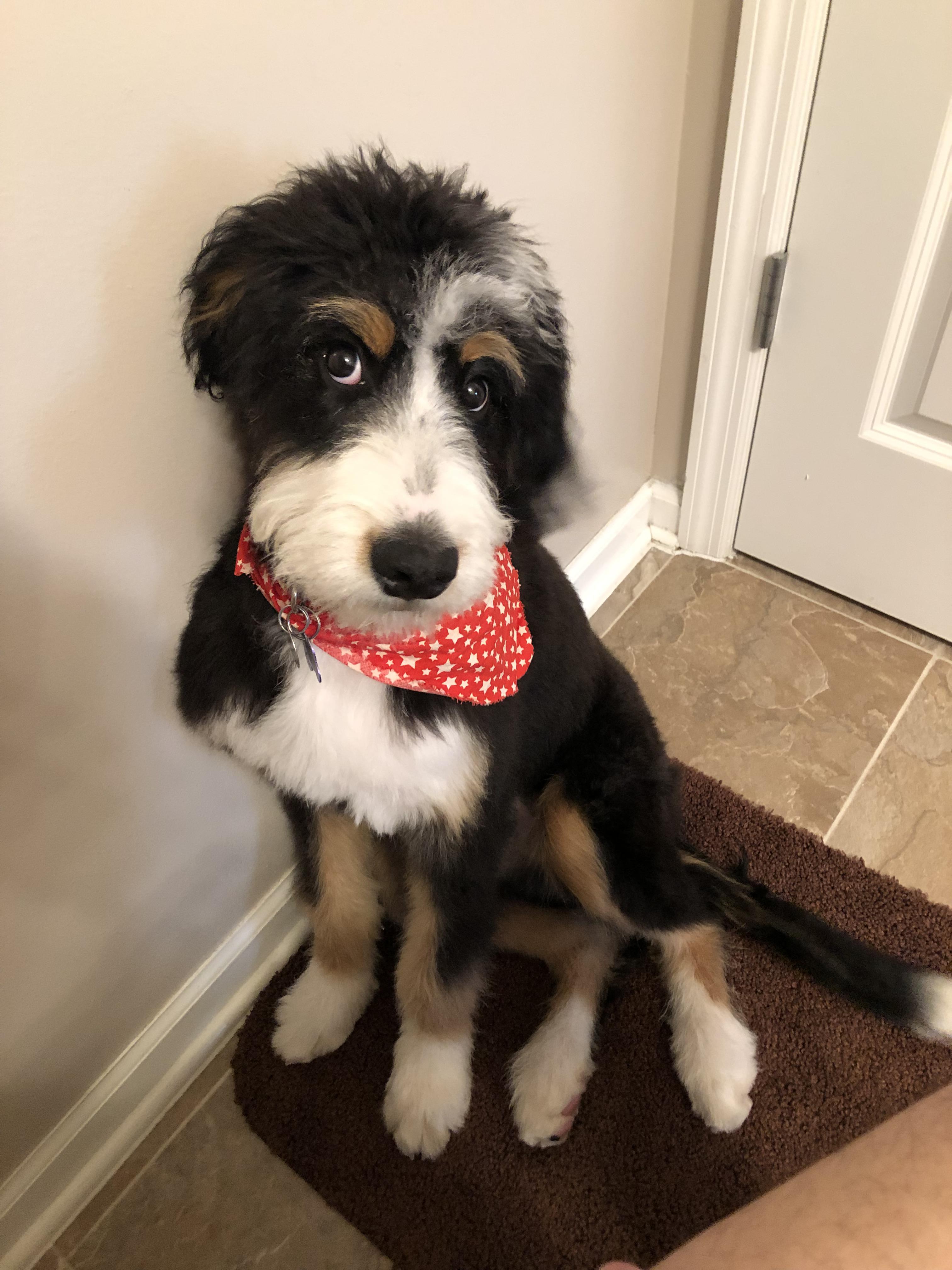 Goose first grooming ️ | Scrolller