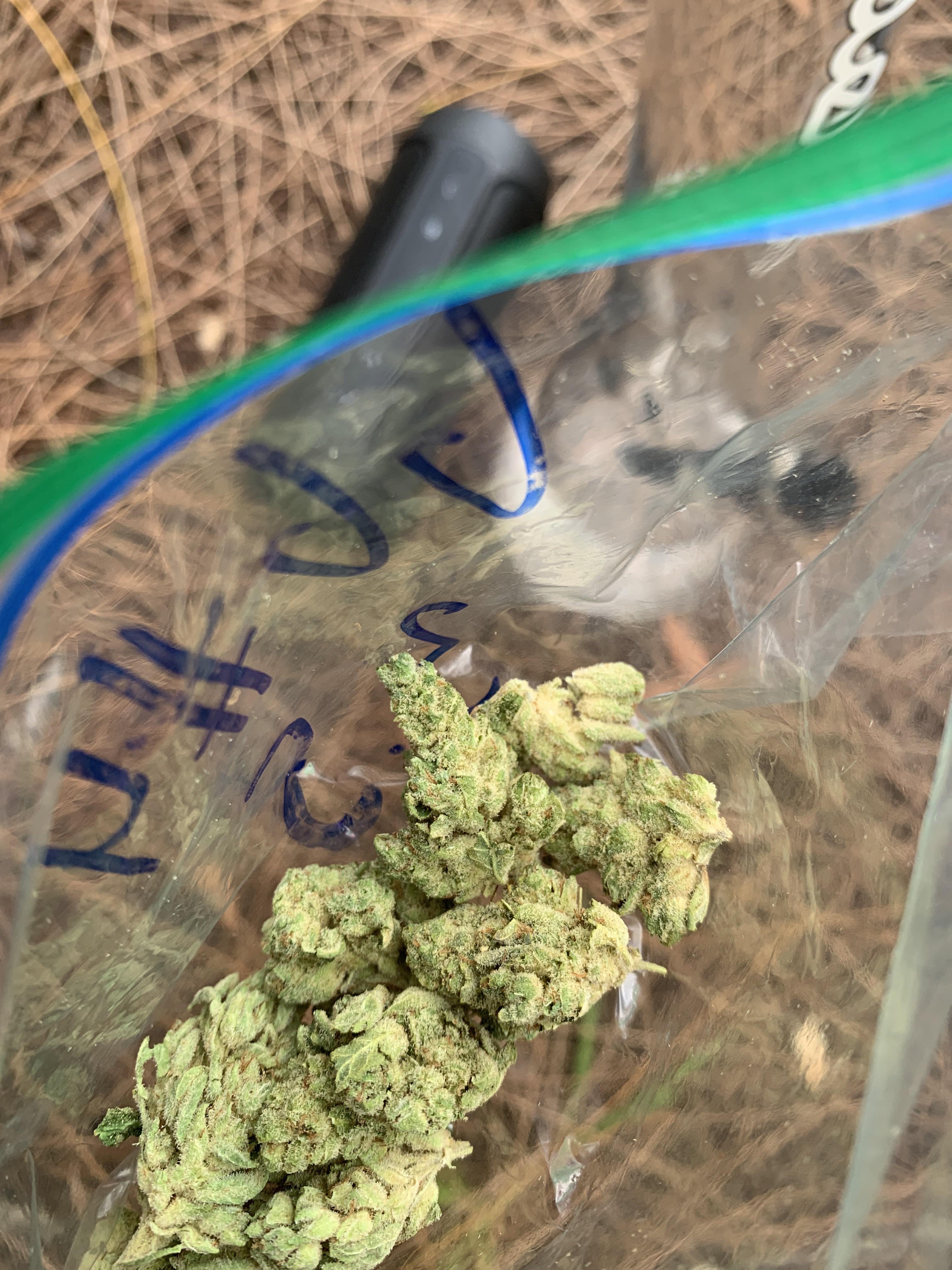 Gorilla Glue #4😵‍💫 | Scrolller