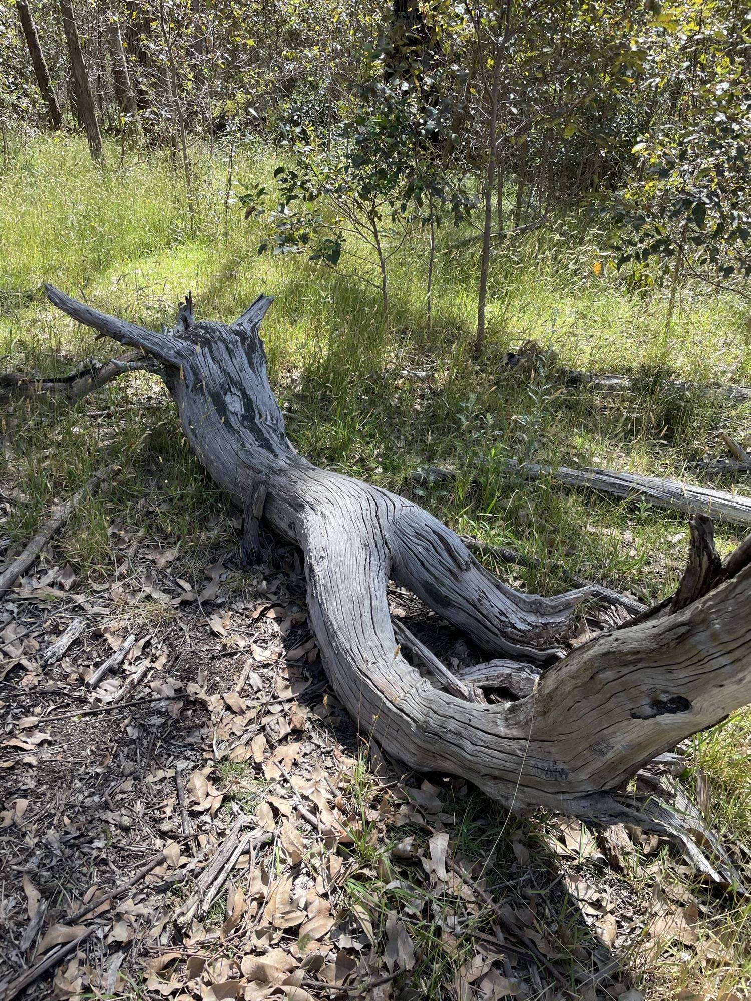 Got a boner went limp and got another ¯\_(ಠ_ಠ_/¯ | Scrolller