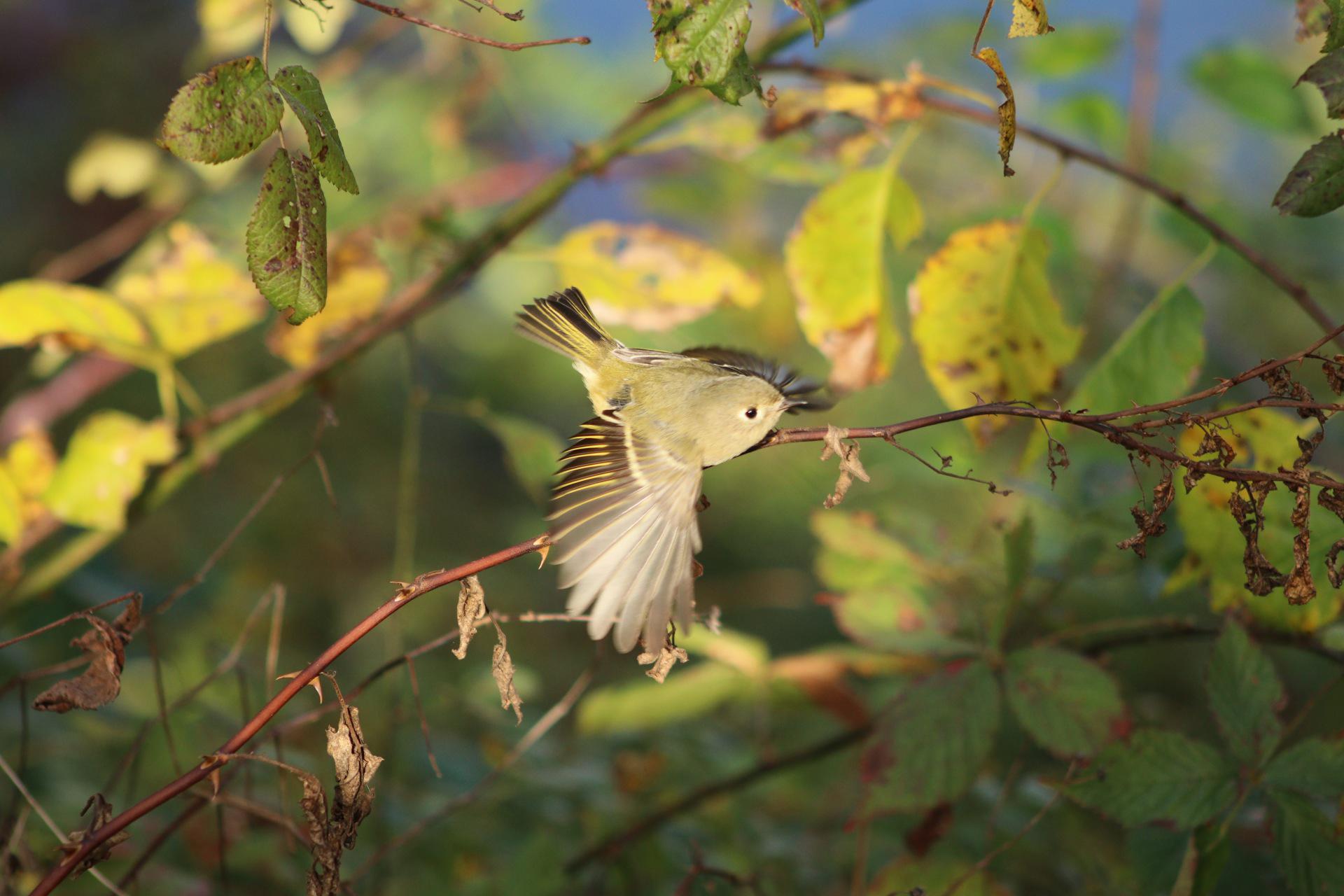 Got a nice picture with wings spread! | Scrolller
