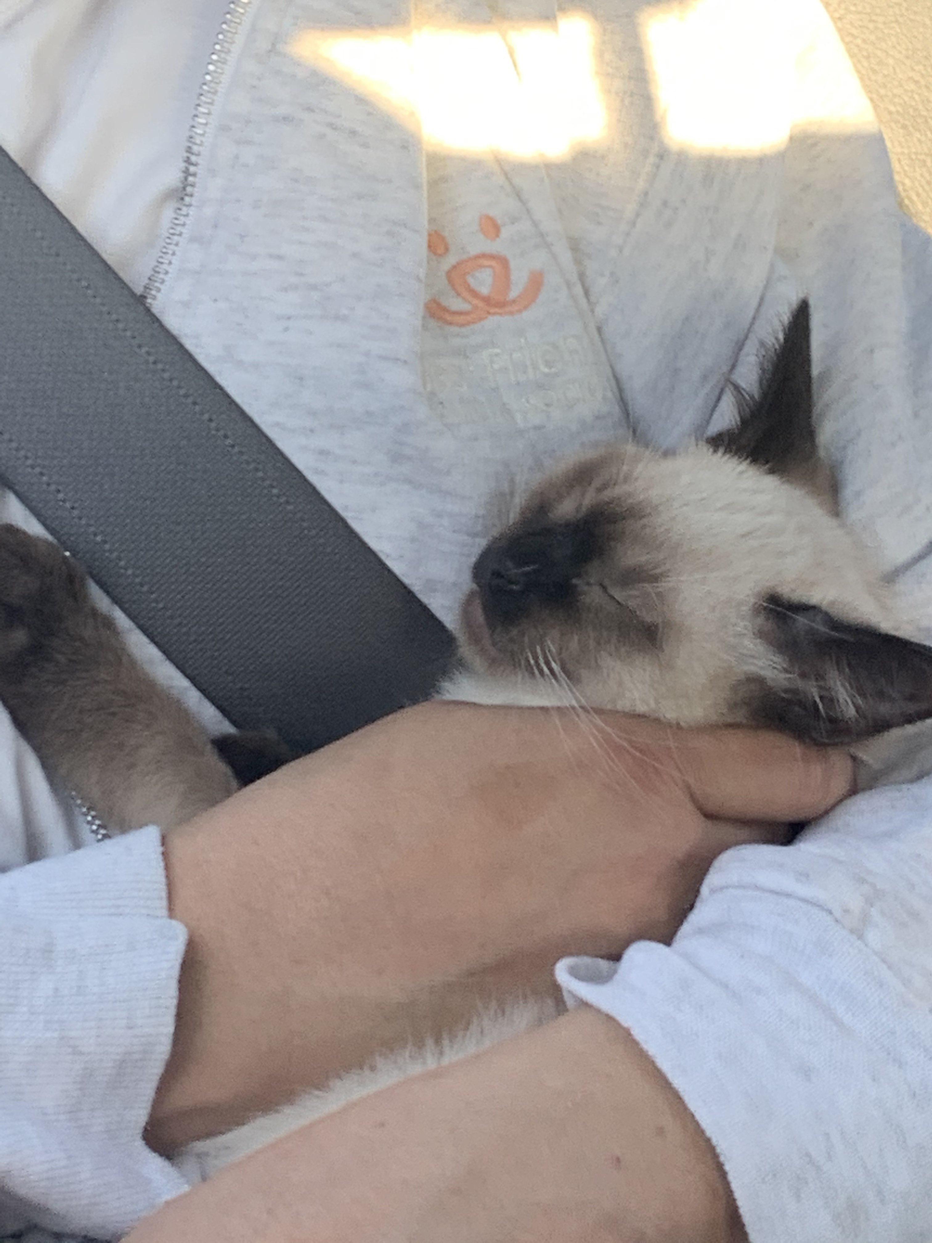 Got my first cat! Her name is Lois! | Scrolller Got my first cat! Her name is Lois! | Scrolller