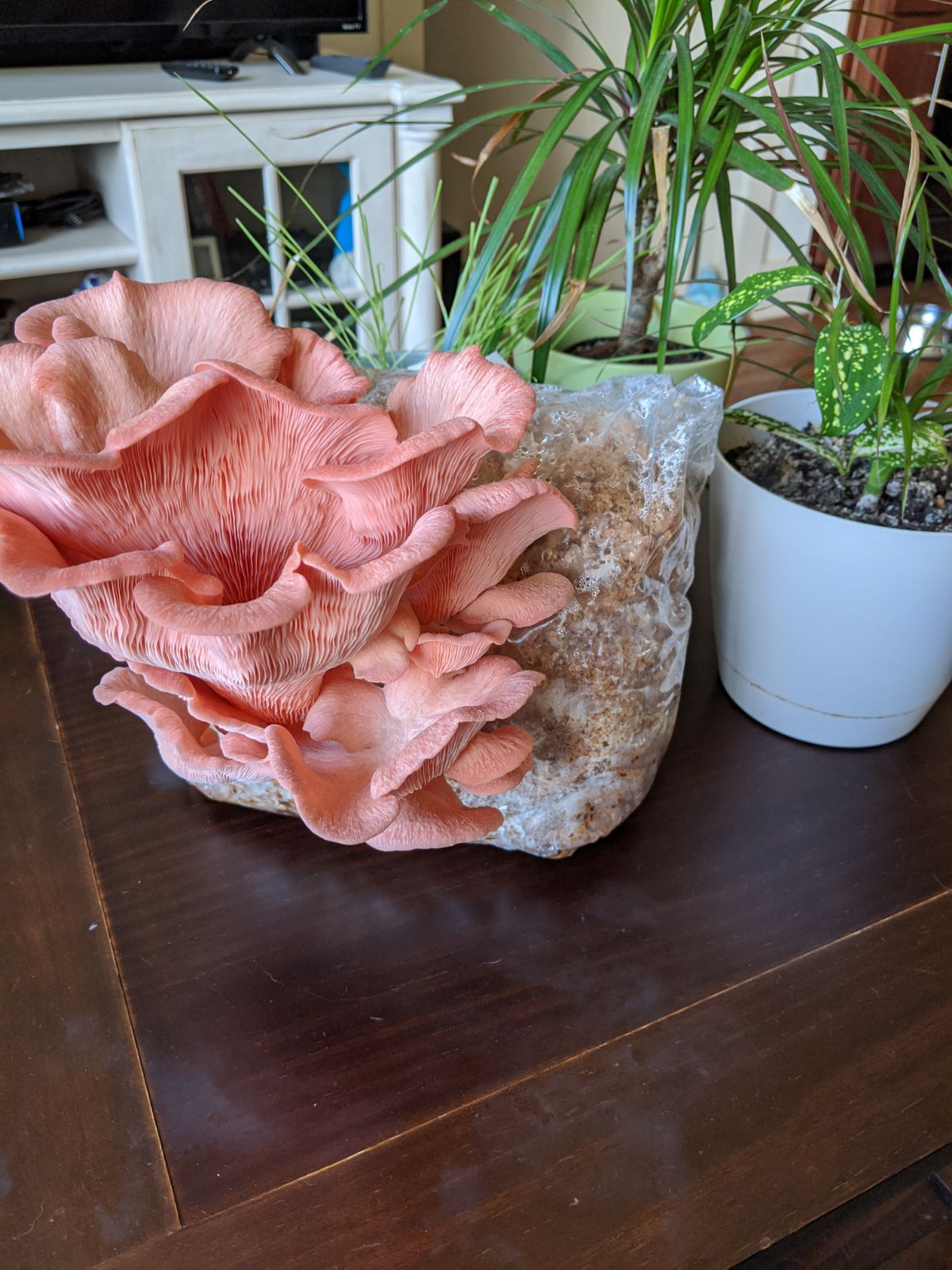 [Gourmet] Pink Oyster first flush (5lb sawdust bag) | Scrolller