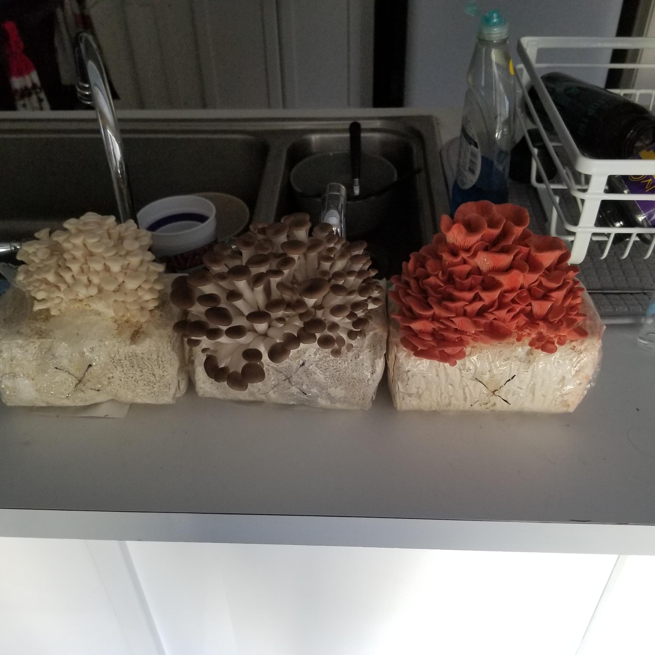 [Gourmet] Three peas in a pod | Scrolller