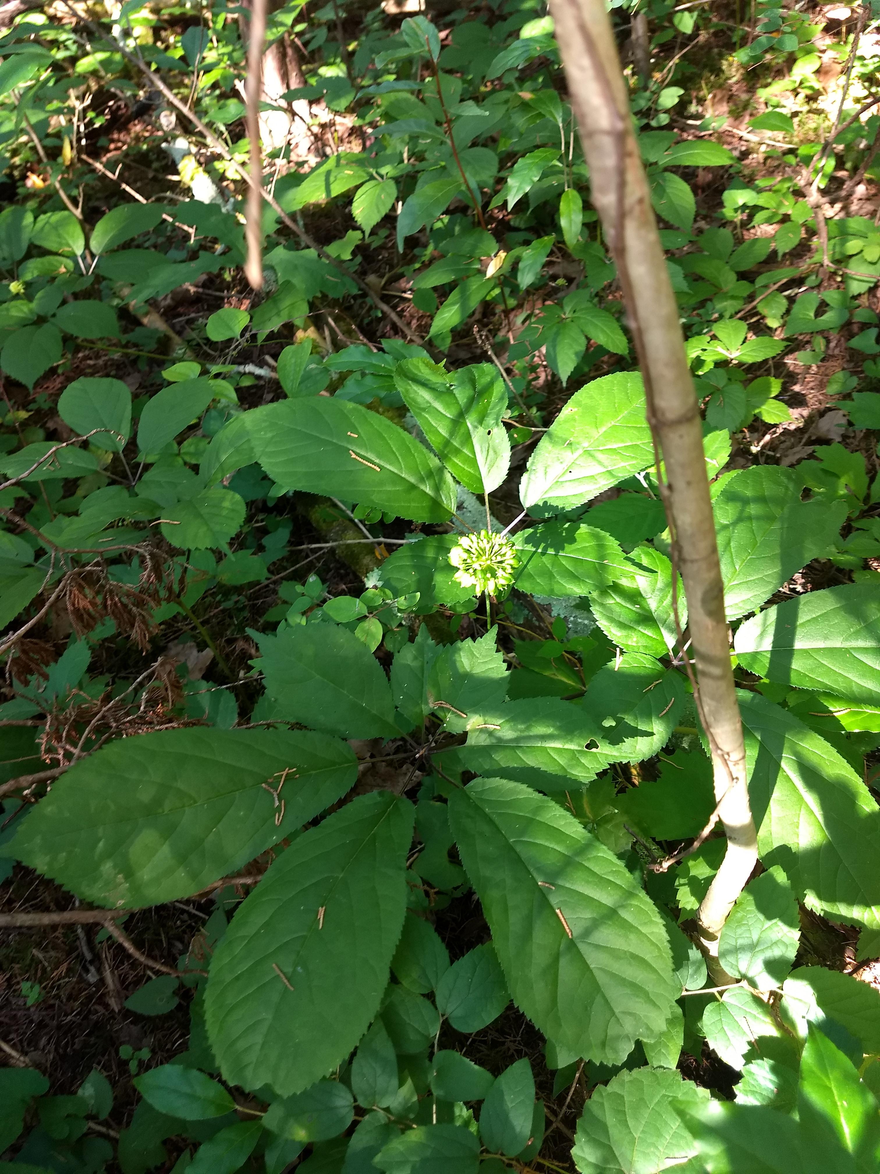 Grandfather, the 30 year old unit | Scrolller