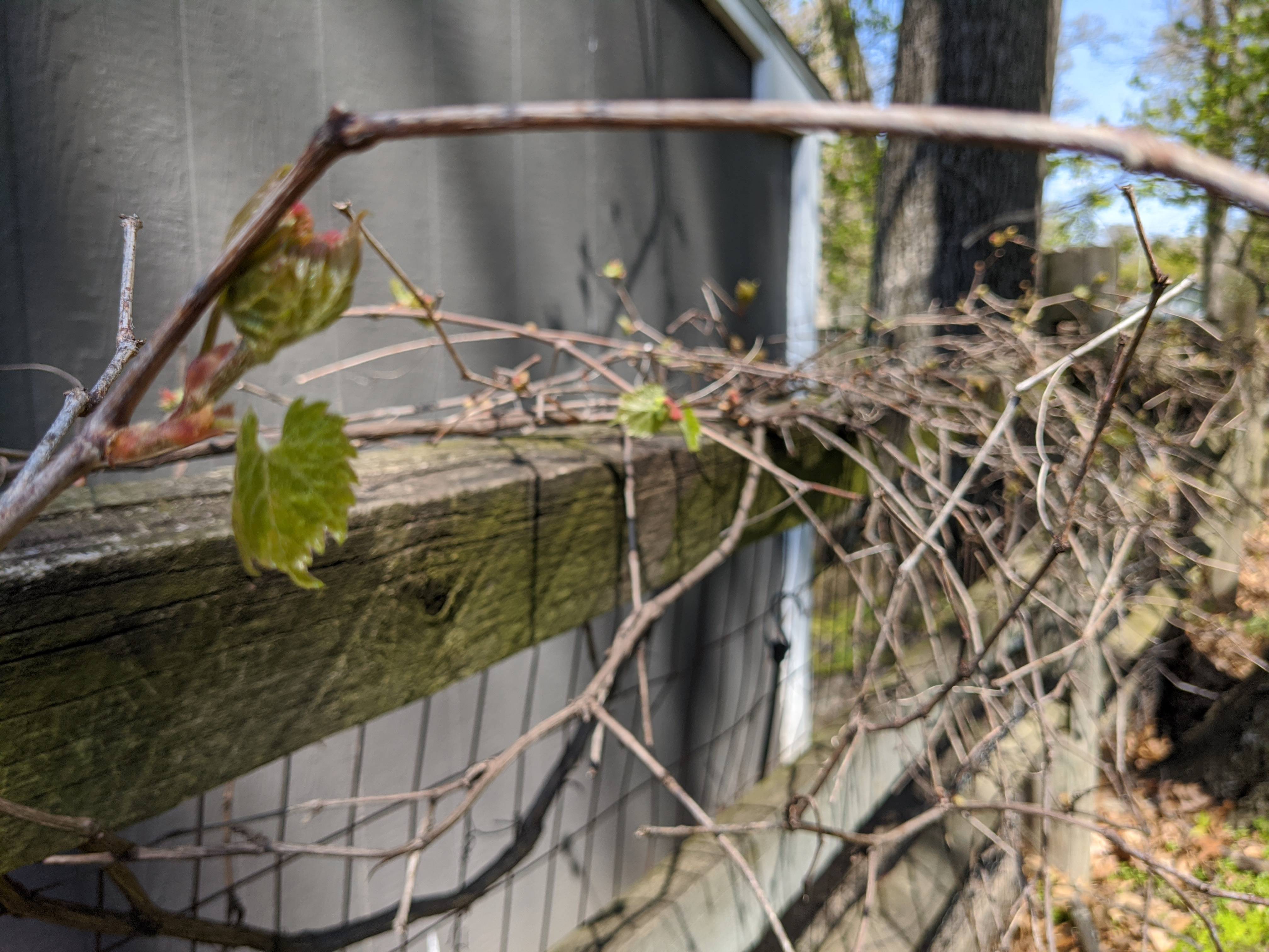 Grape vine? | Scrolller