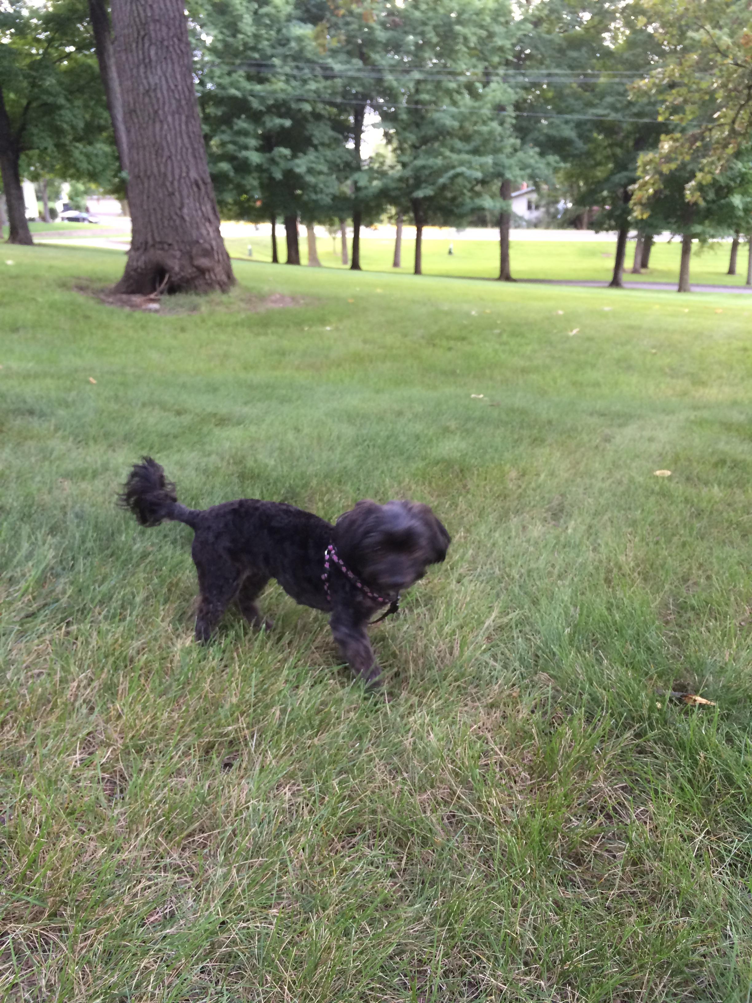 Grass Pupper 2 | Scrolller