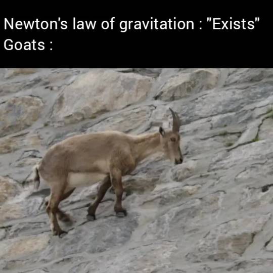 Gravity doesn't apply to goats | Scrolller