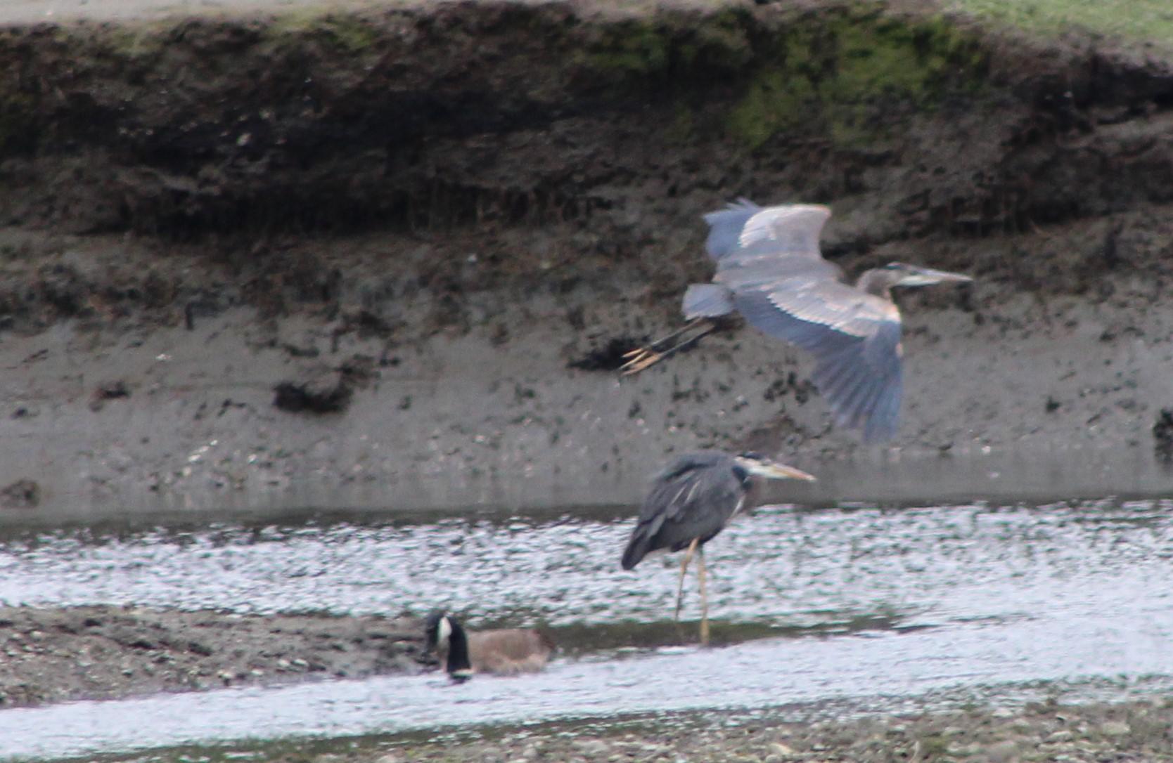 Great Blue Herons and a Canada Goose | Scrolller