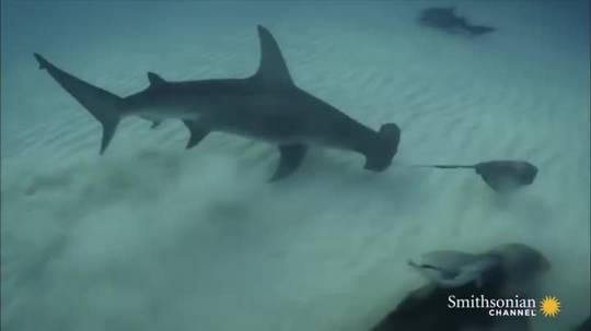 Great hammerhead vs stingray | Scrolller