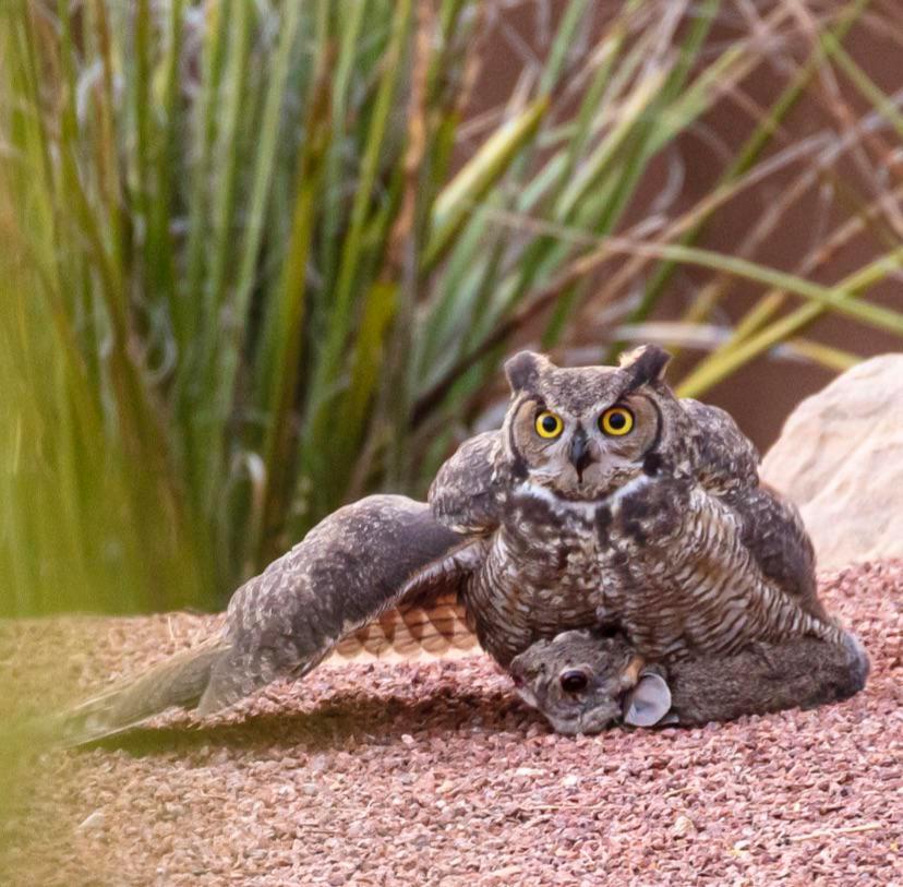 Great horned owl squeezing the life out of a cottontail | Scrolller