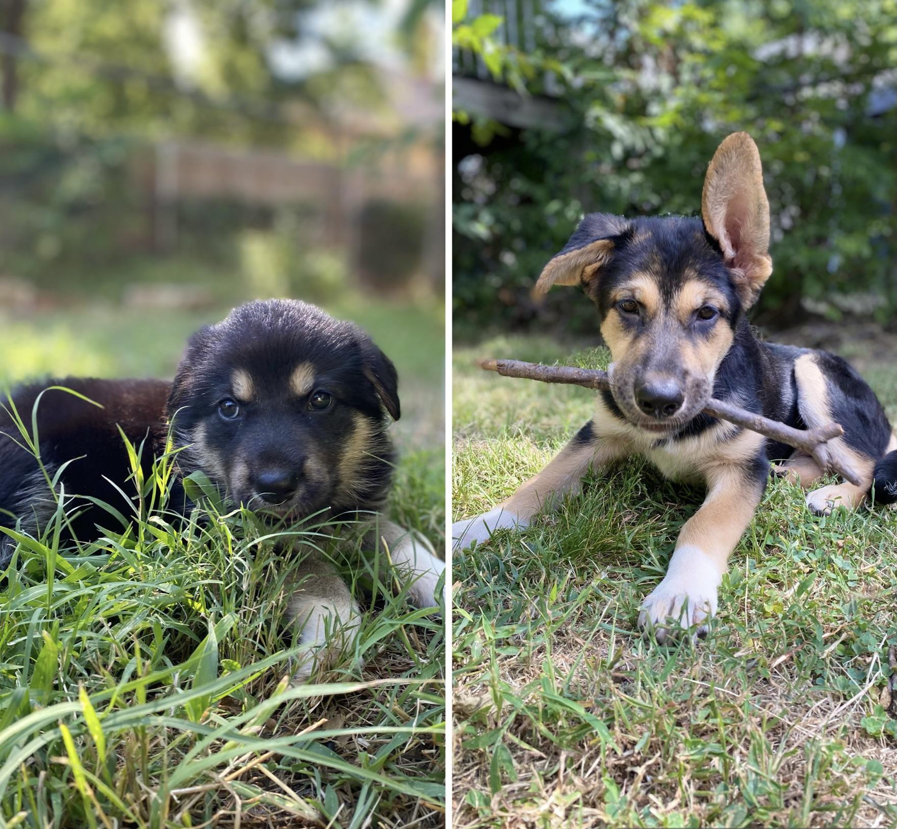 Great Pyrenees/German shepherd 2 month transformation. | Scrolller