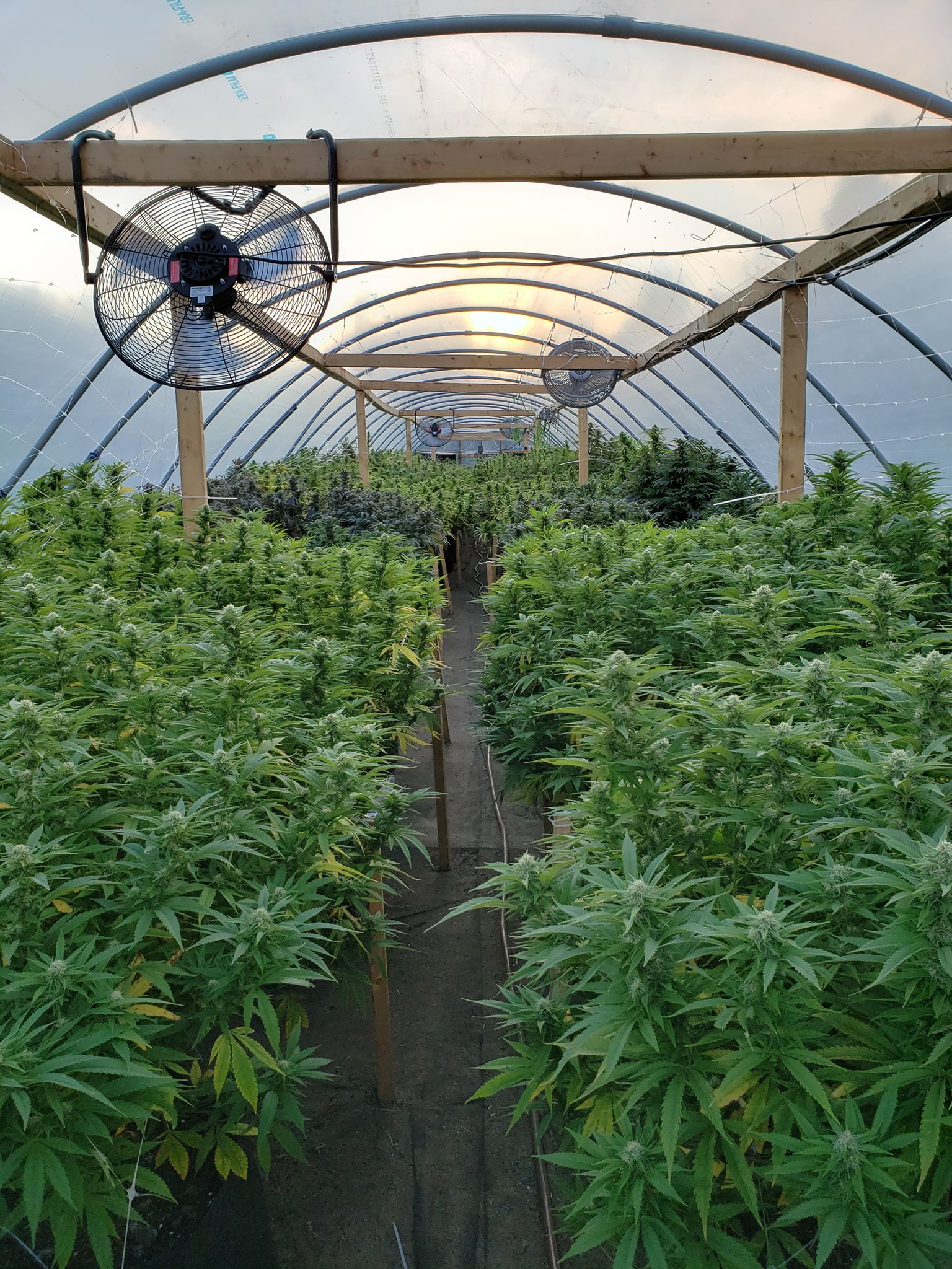 Greenhouse under the sunset | Scrolller