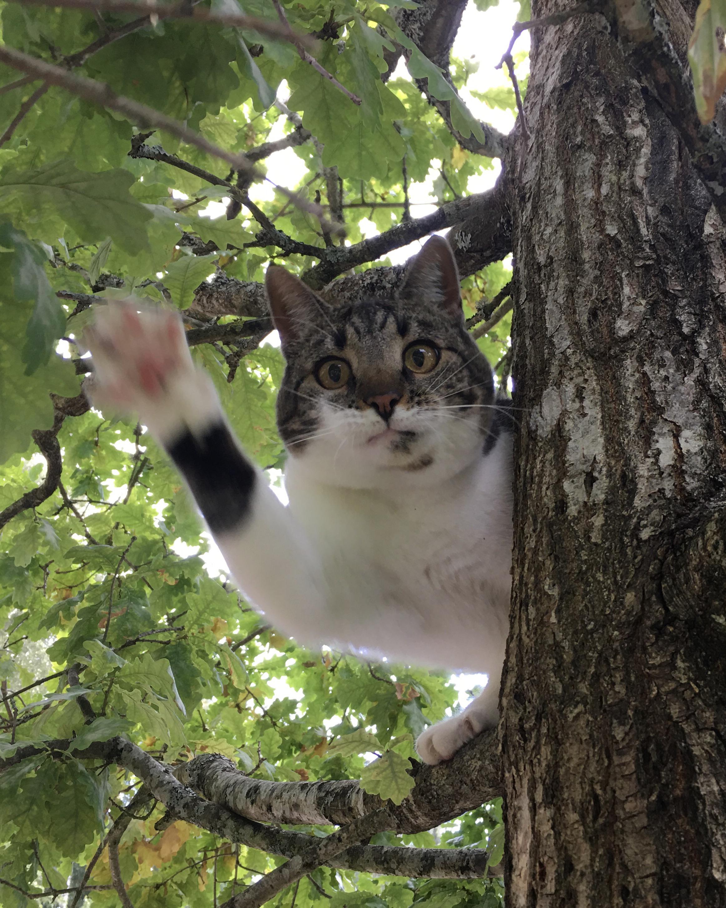 Greeting everyone from her favourite oak tree | Scrolller