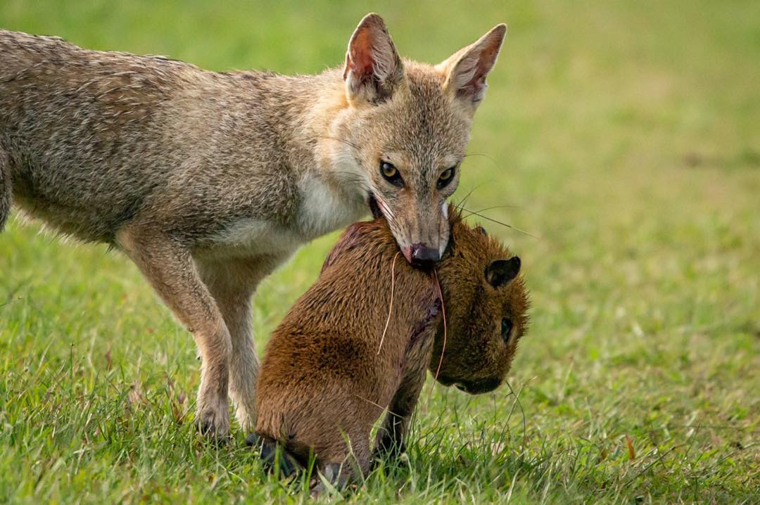 Grey fox with capybara kill | Scrolller