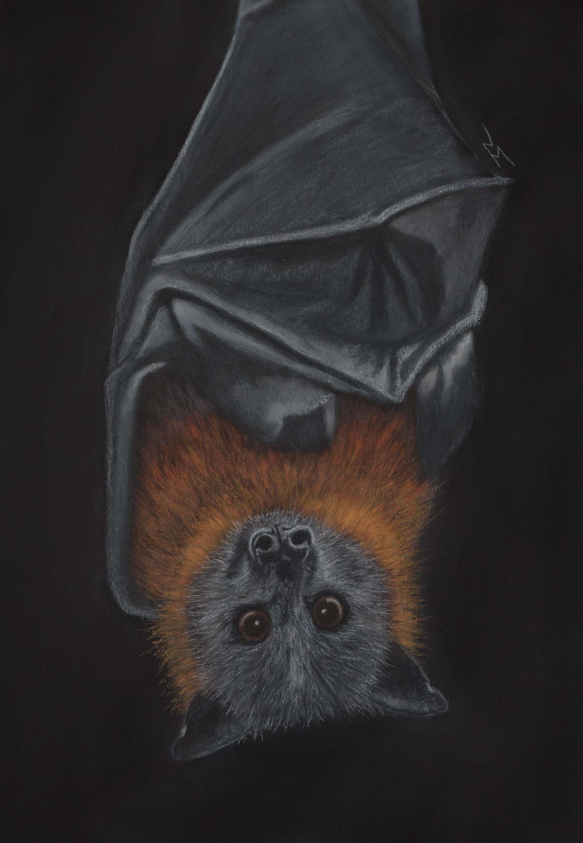 Grey Headed Flying Fox (pastel) | Scrolller