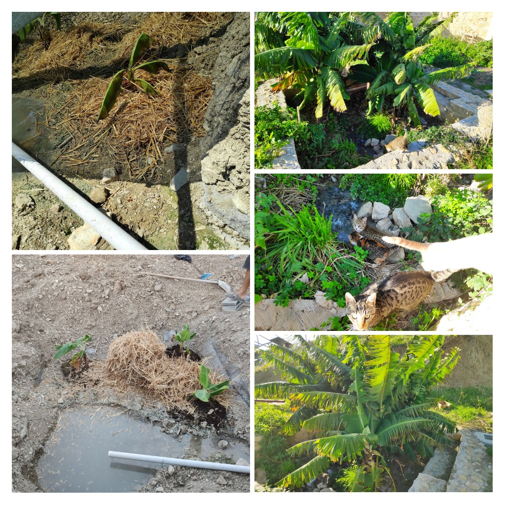 Greywater system before and after one year | Scrolller