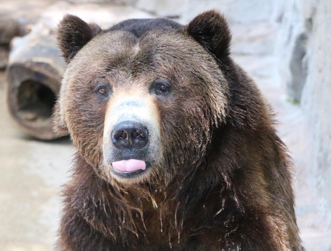 Grizzly bear blup | Scrolller