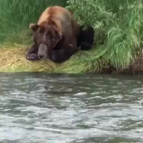 Grizzly Bear catches a fish | Scrolller