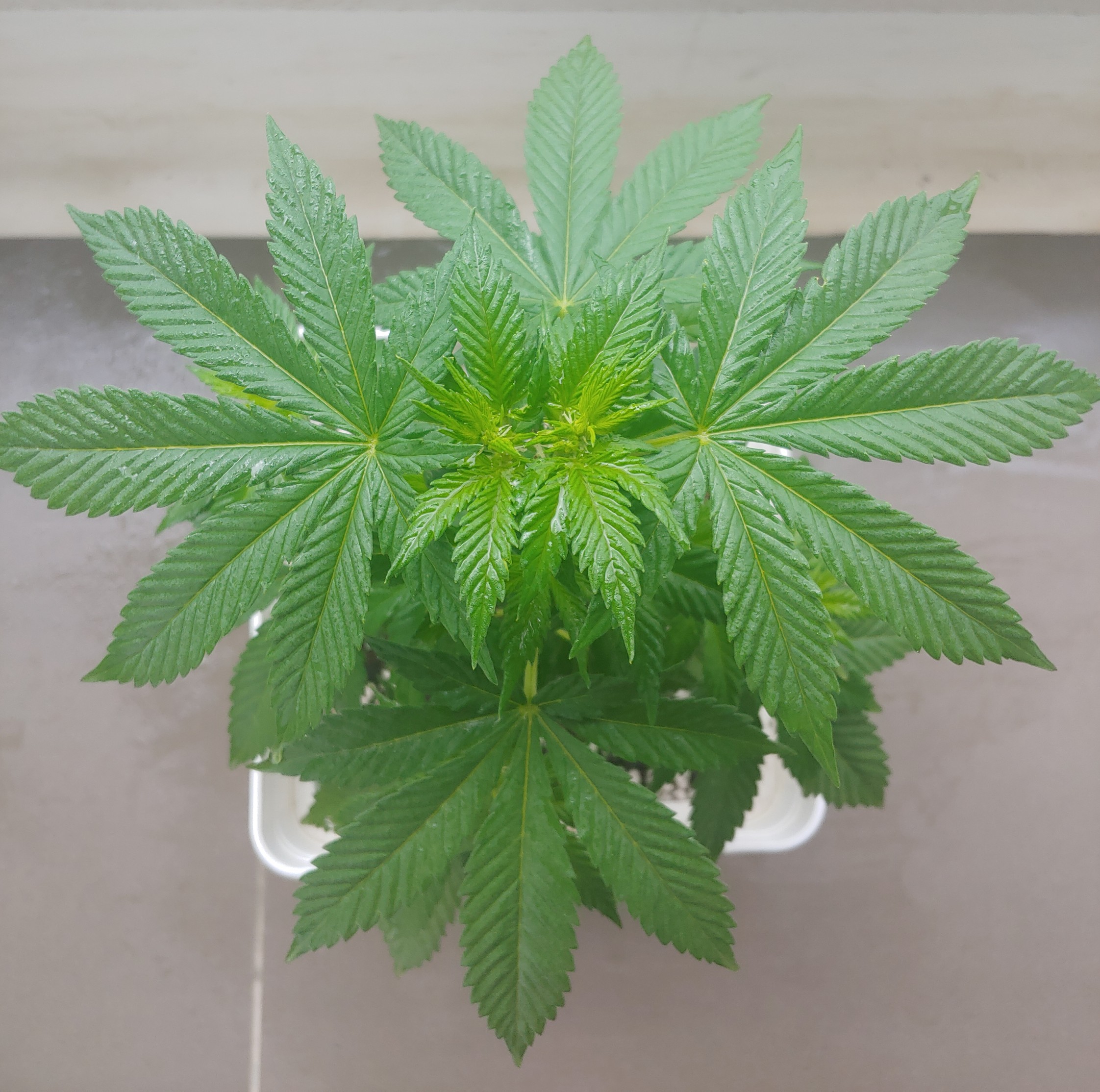 Growing healthy. Super Lemon Haze. | Scrolller