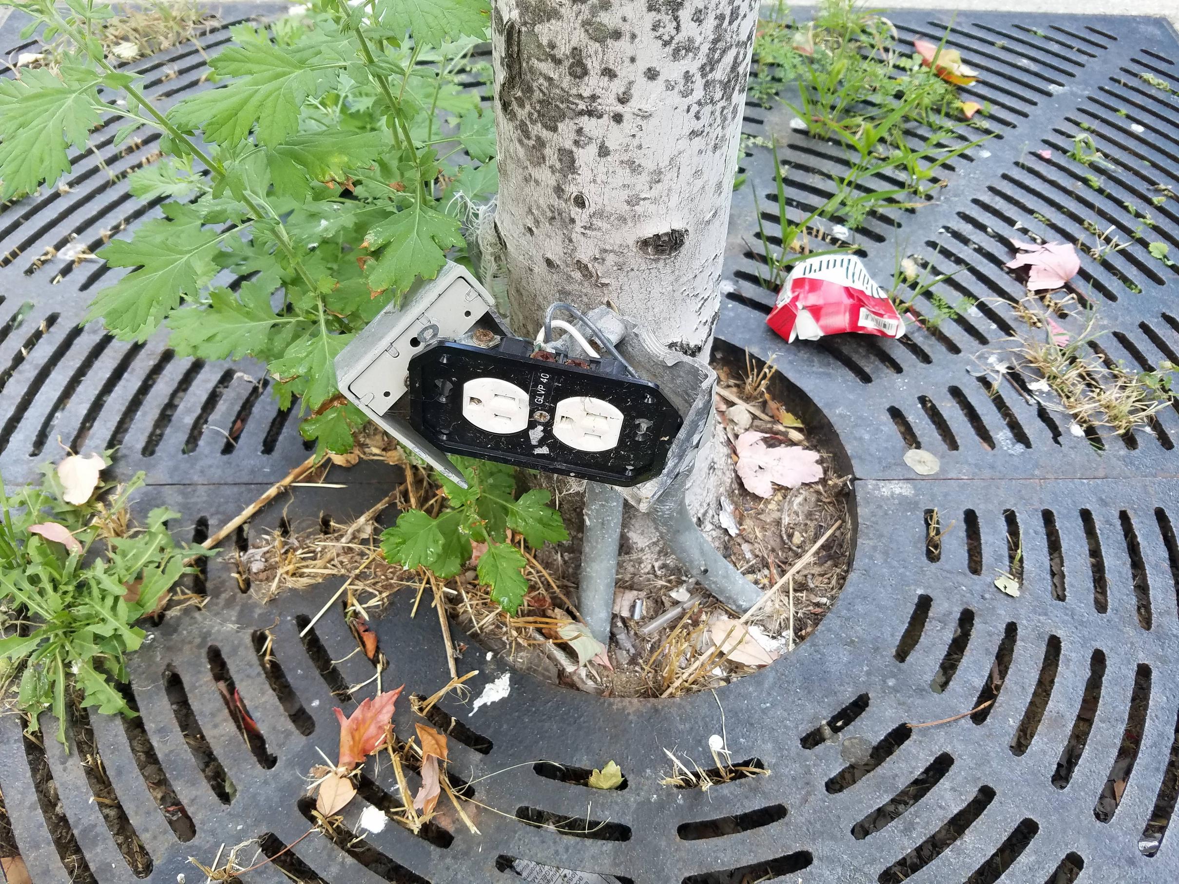 Growing out of this Tree | Scrolller