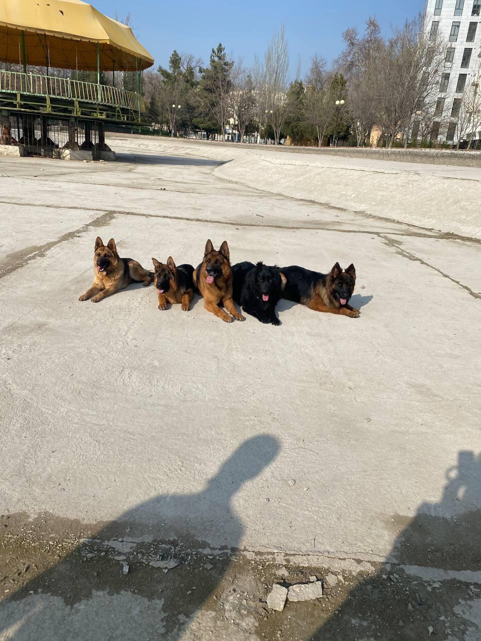 gsp gang | Scrolller