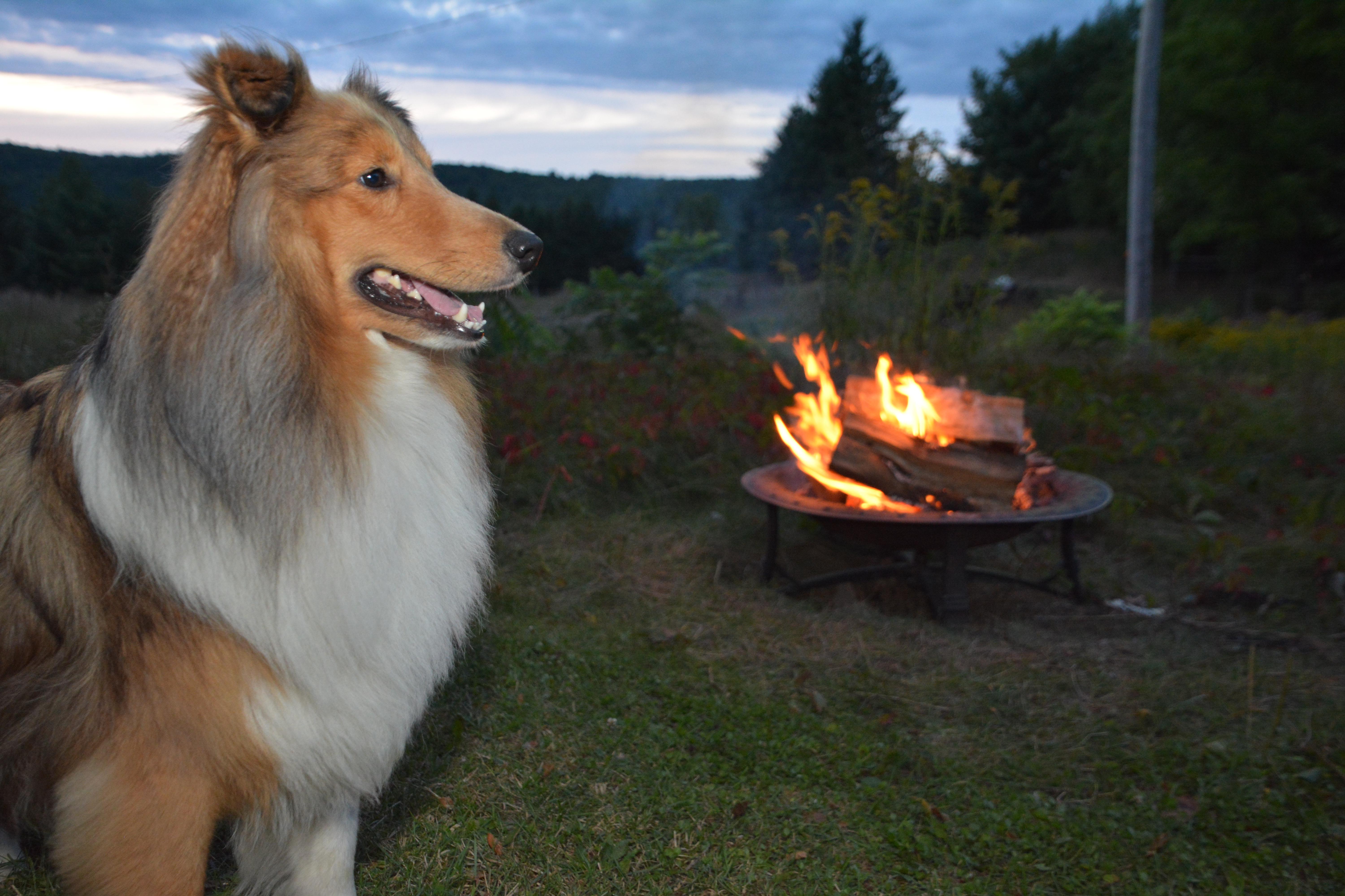 Guarding the fall campfire. | Scrolller