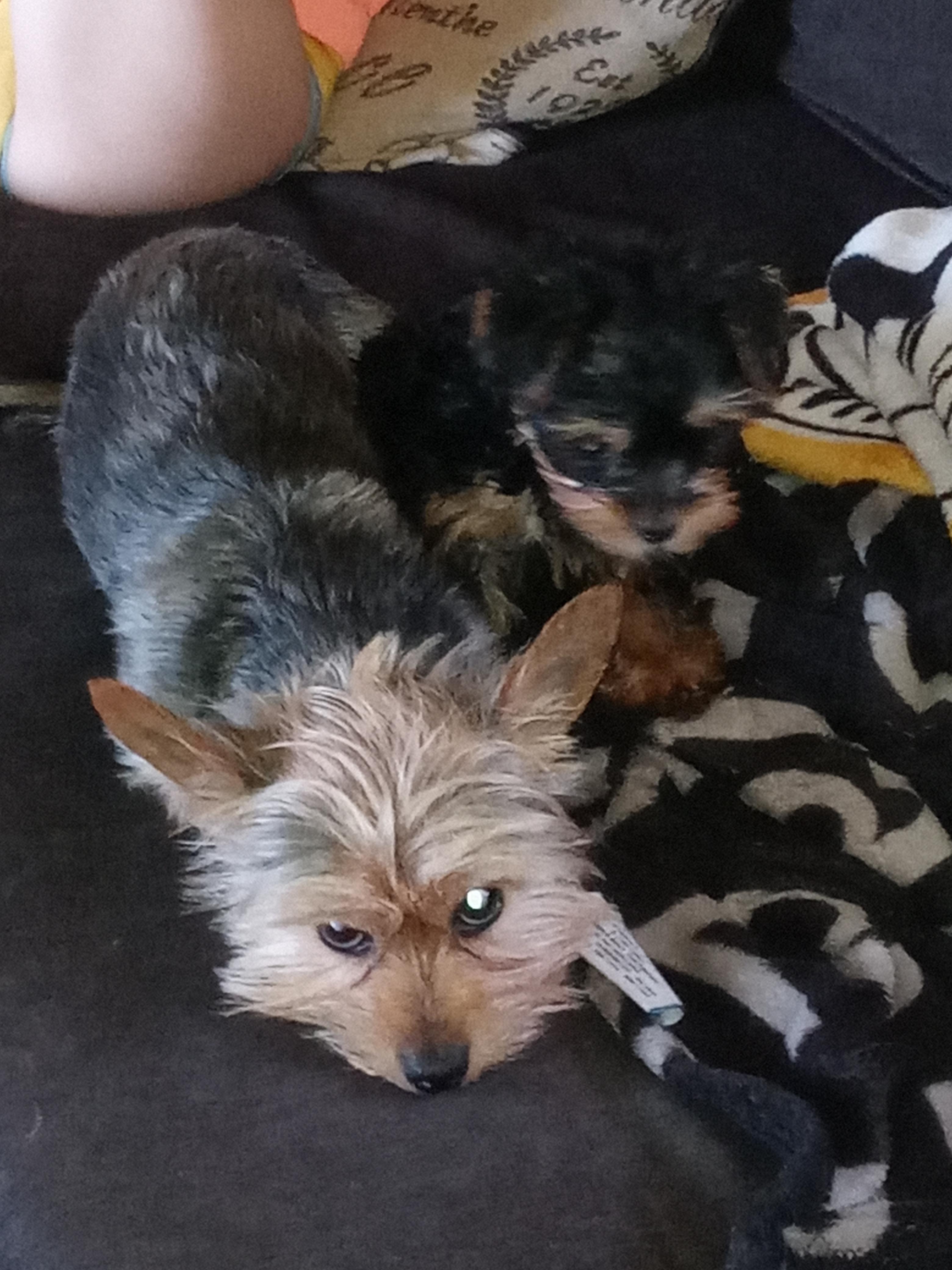 Gunner and Gracie | Scrolller