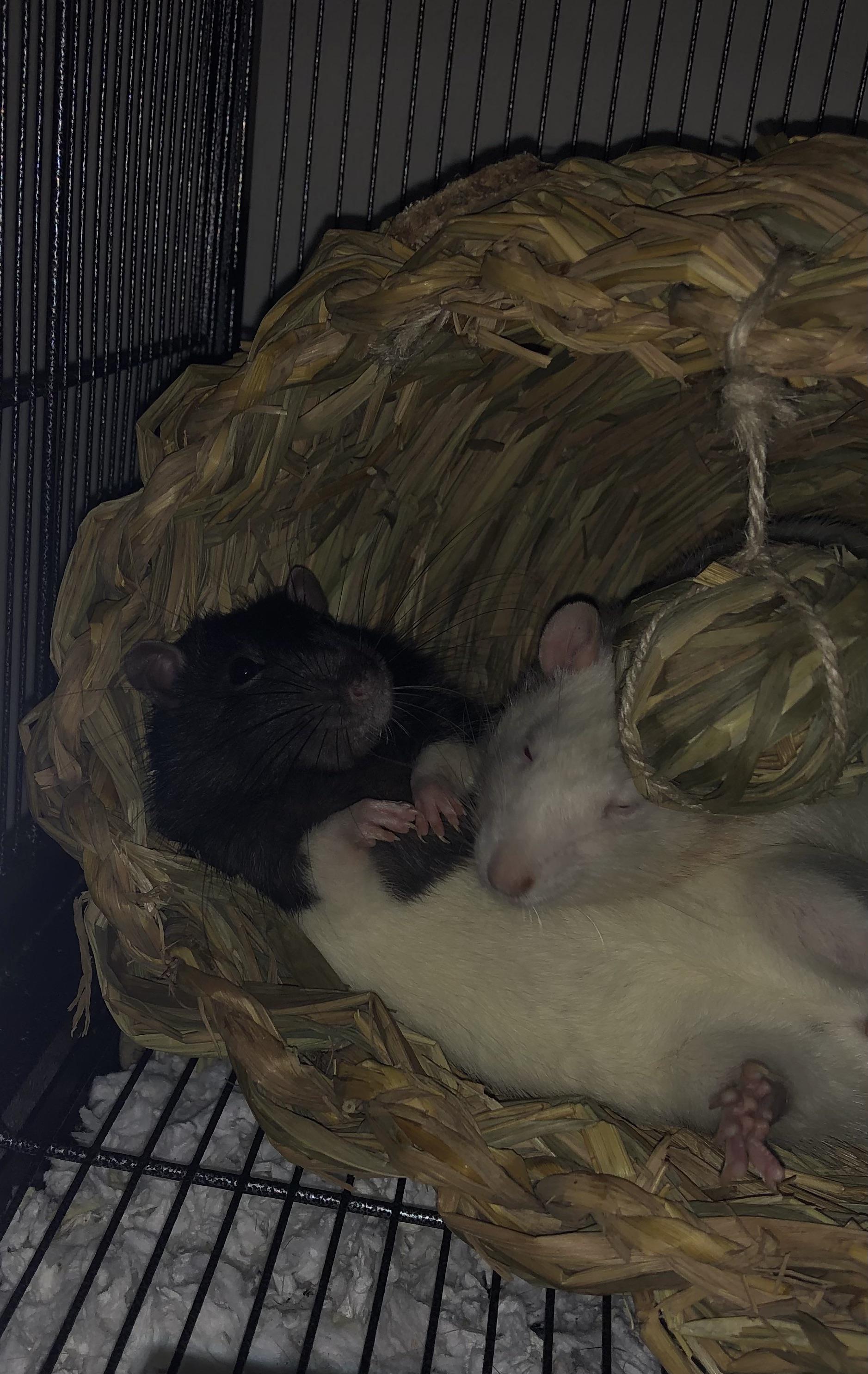 Gunther (left) & Casper (right) are liking their new hut!! :) | Scrolller