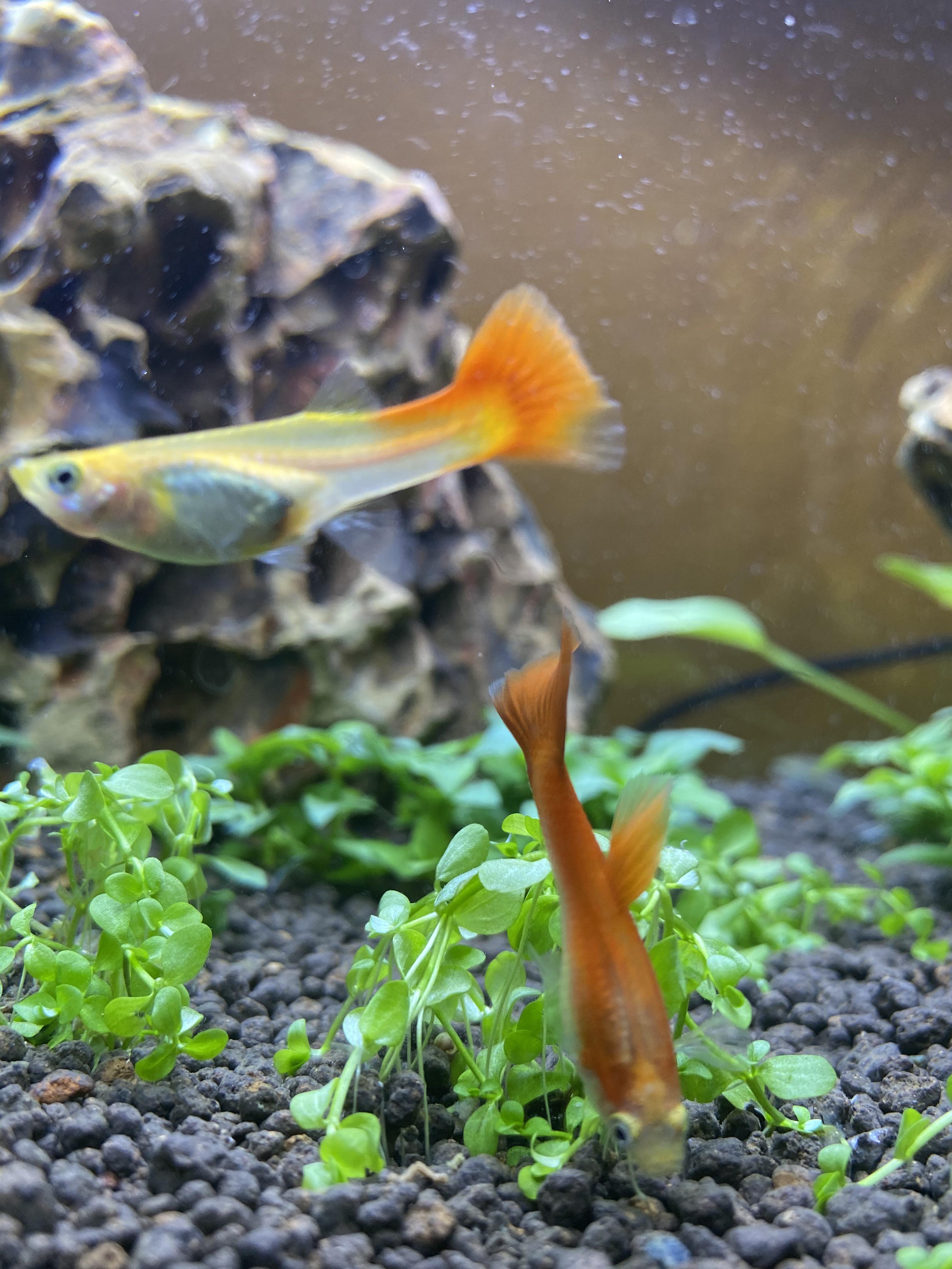 Guppy 🏼 | Scrolller