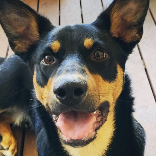 Gus Smile | Scrolller