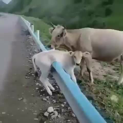 Guy finds a calf stranded on a rail guard and helps free it | Scrolller