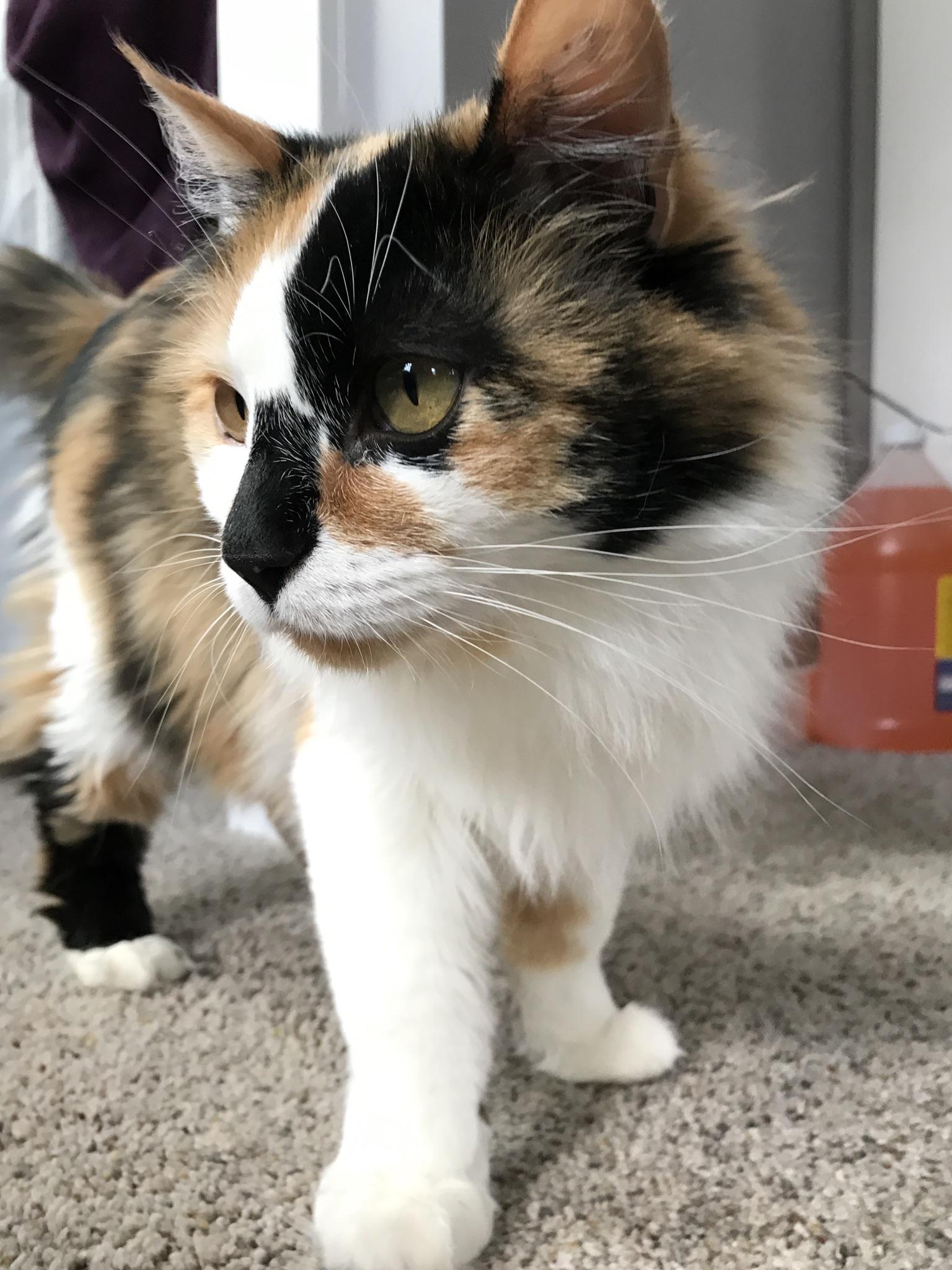 Gypsy... looking regal and ready for anything | Scrolller