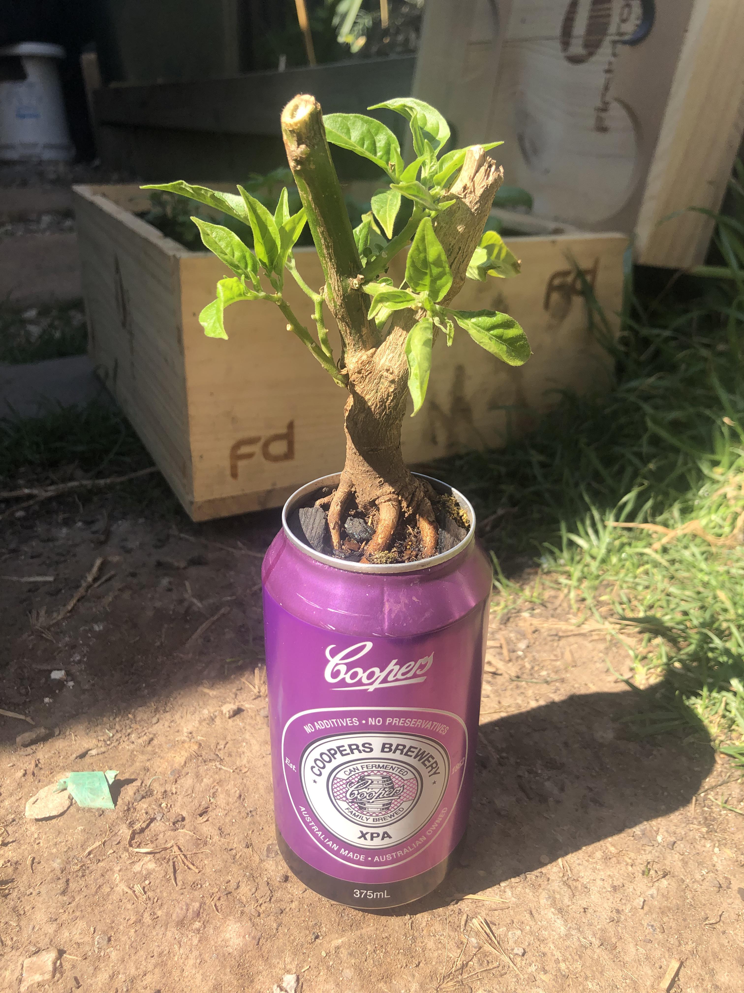 Habanero bonchi | Scrolller