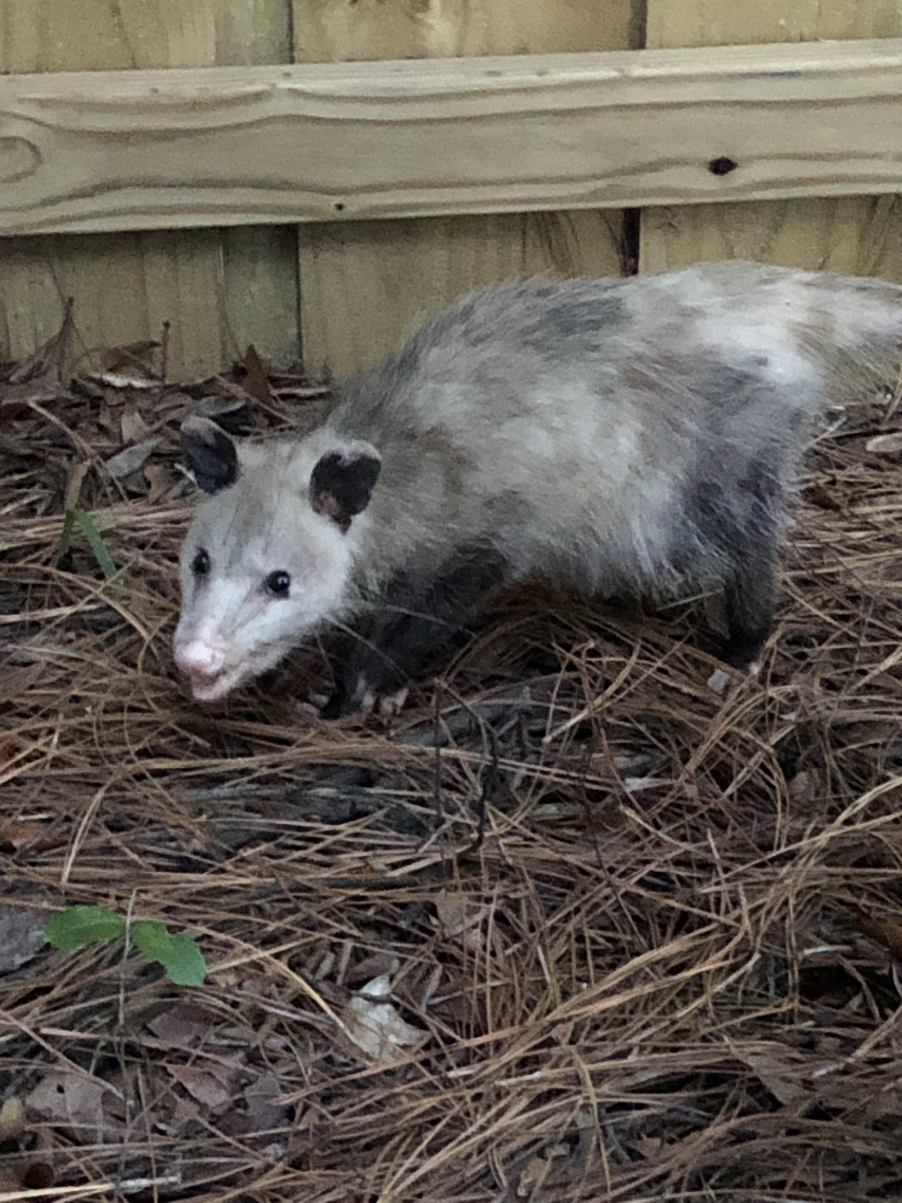 Had a visitor at my friends barbecue tonight. Educated many people on the greatness of a Opossum ...