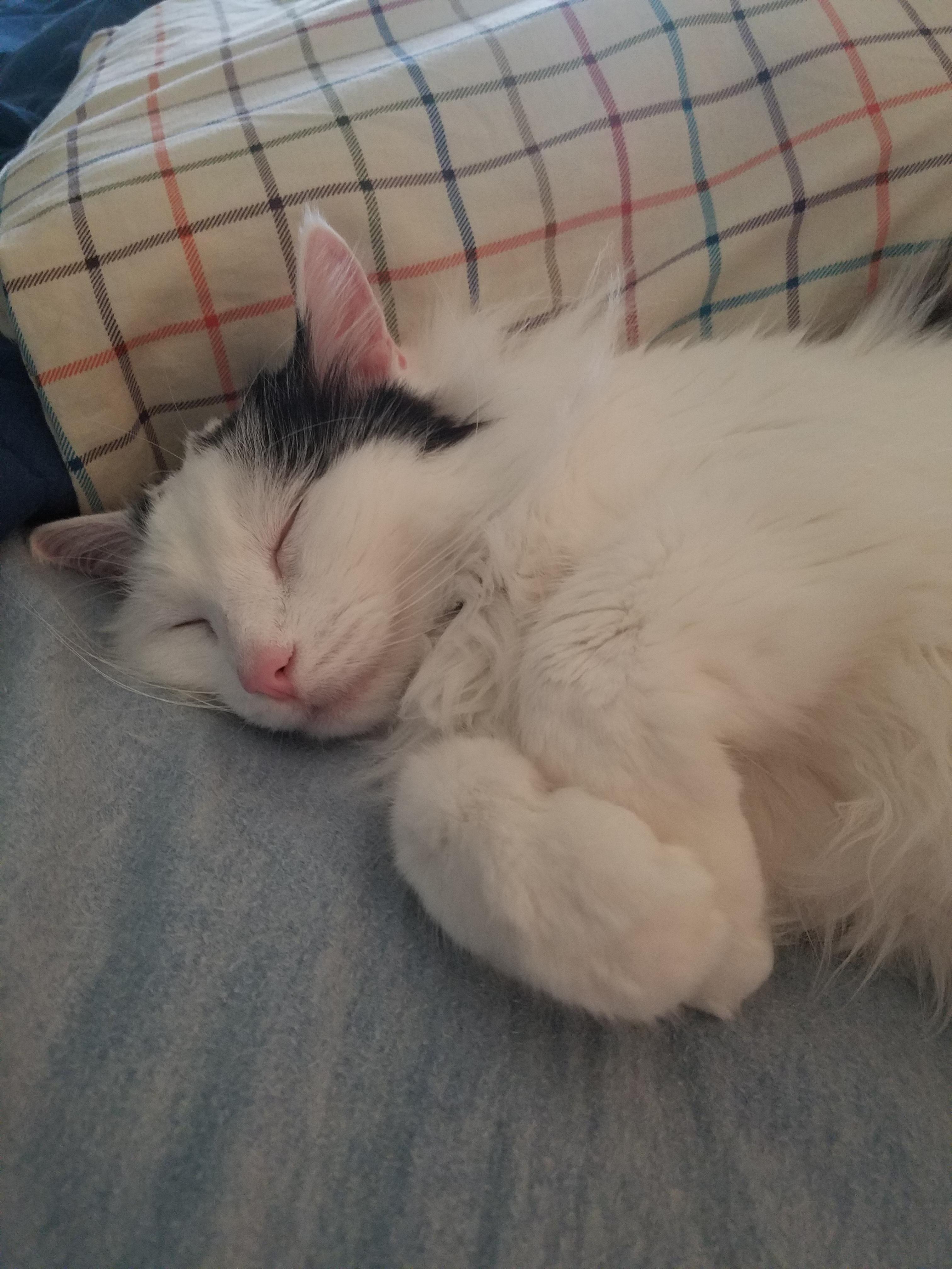 Hades, my little God of the underworld. Being cute and loveable. | Scrolller