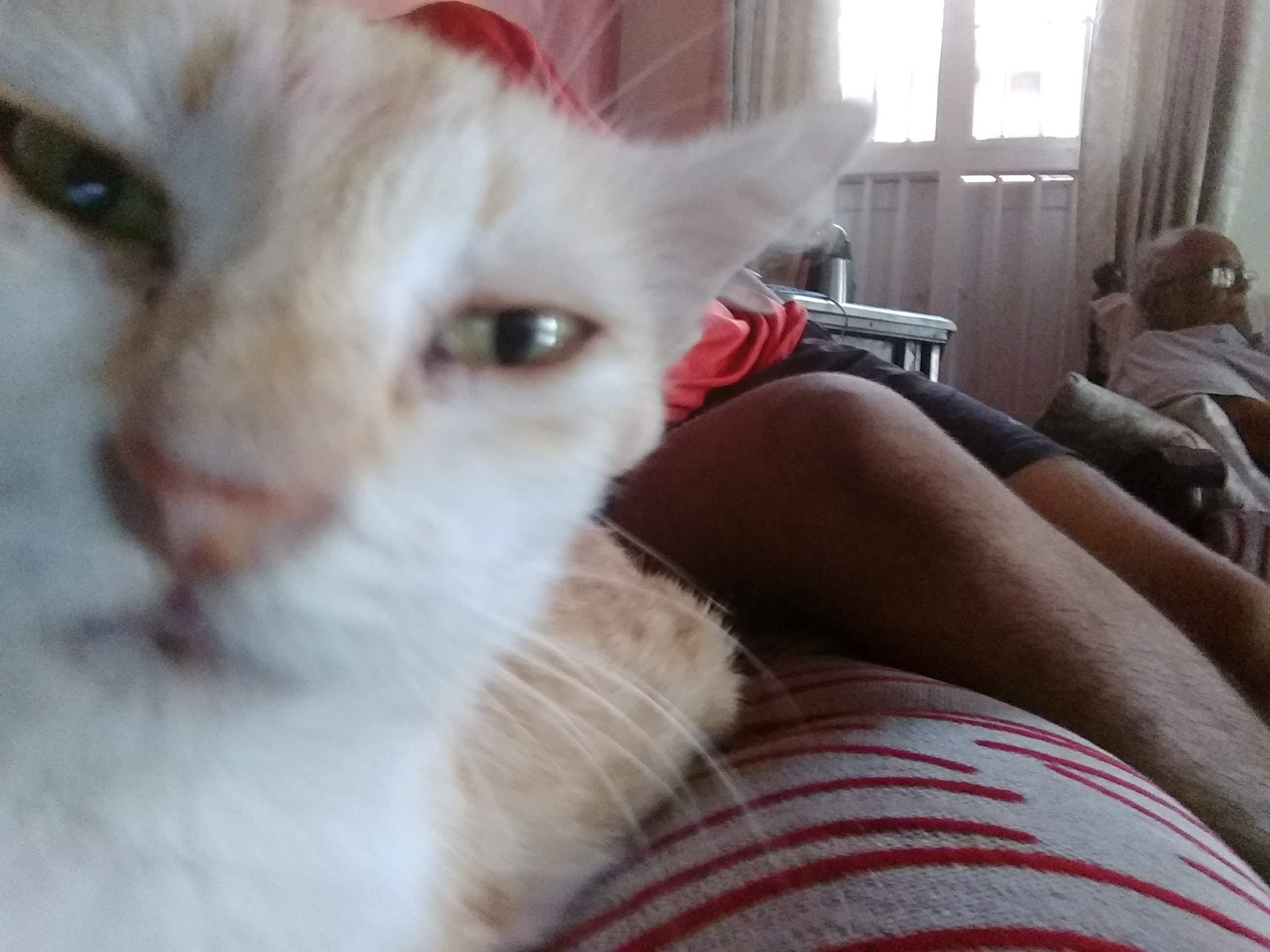 Haha I taek selfie lyk the hooman | Scrolller