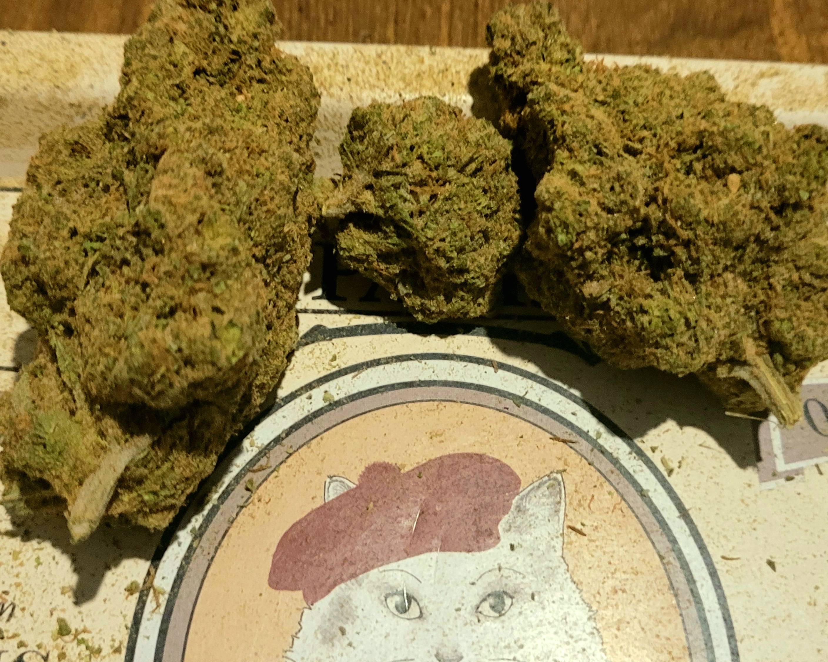 Half-Zip of this Poison Princess=3 Buds | Scrolller