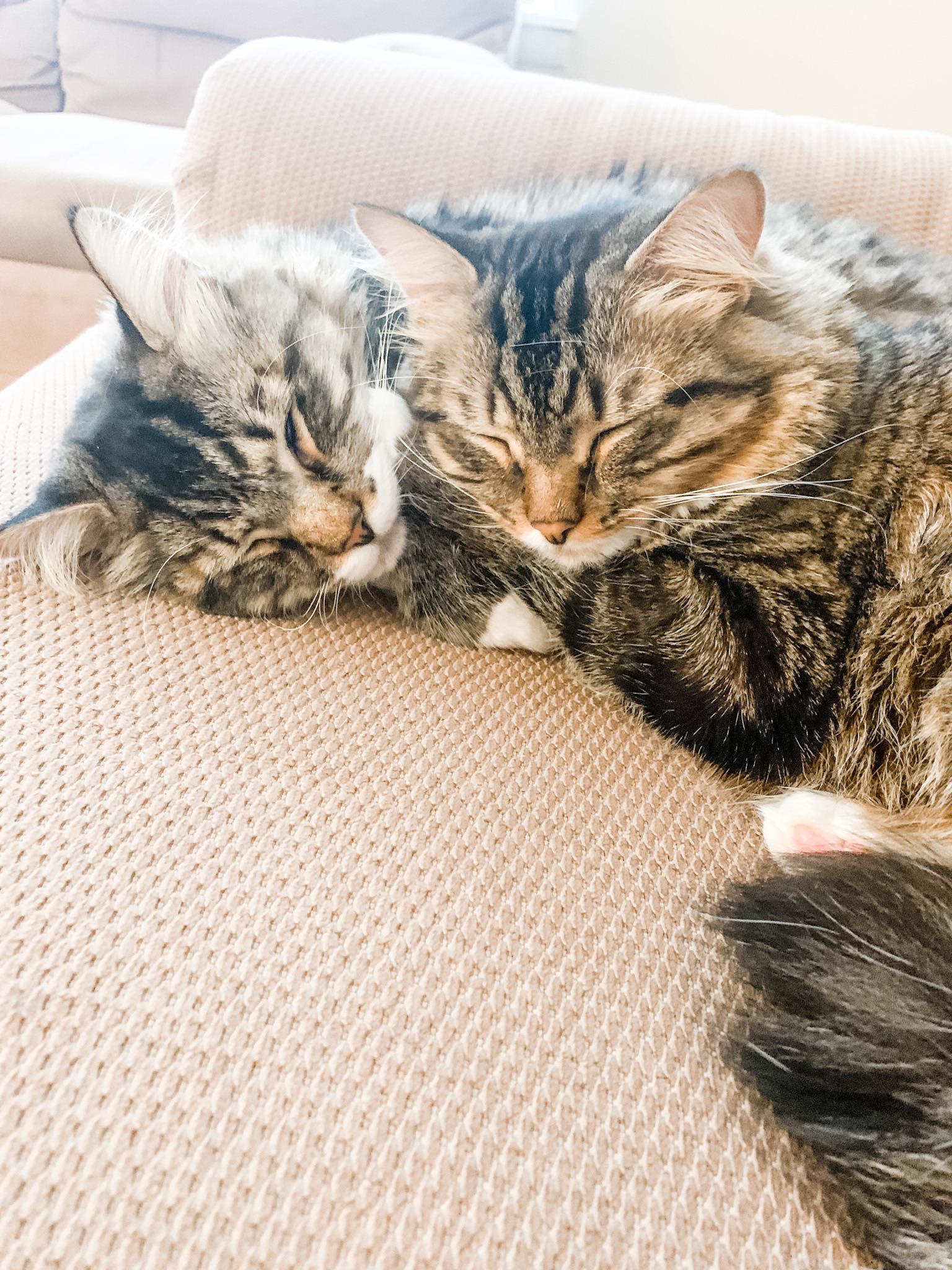 Hamilton and Delilah don’t know the meaning of personal space | Scrolller