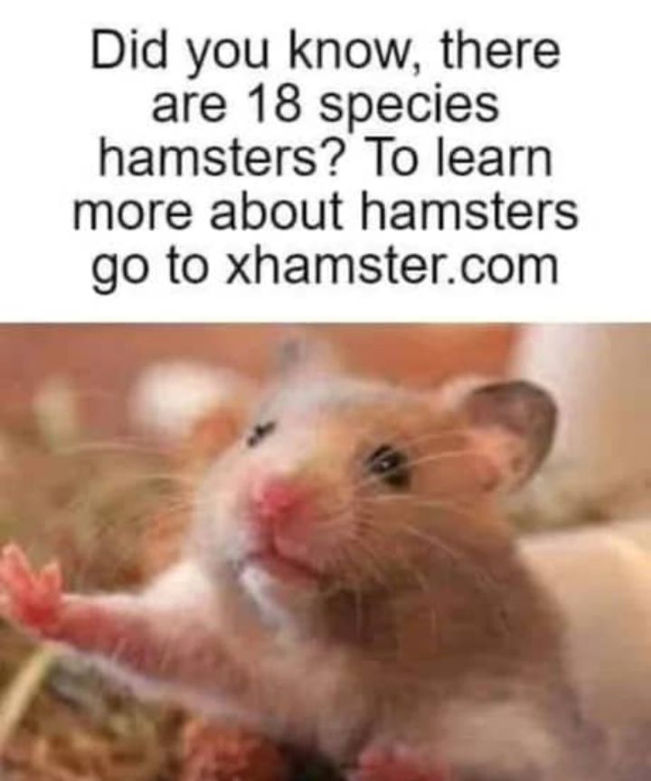 Hamster Facts Rule! | Scrolller