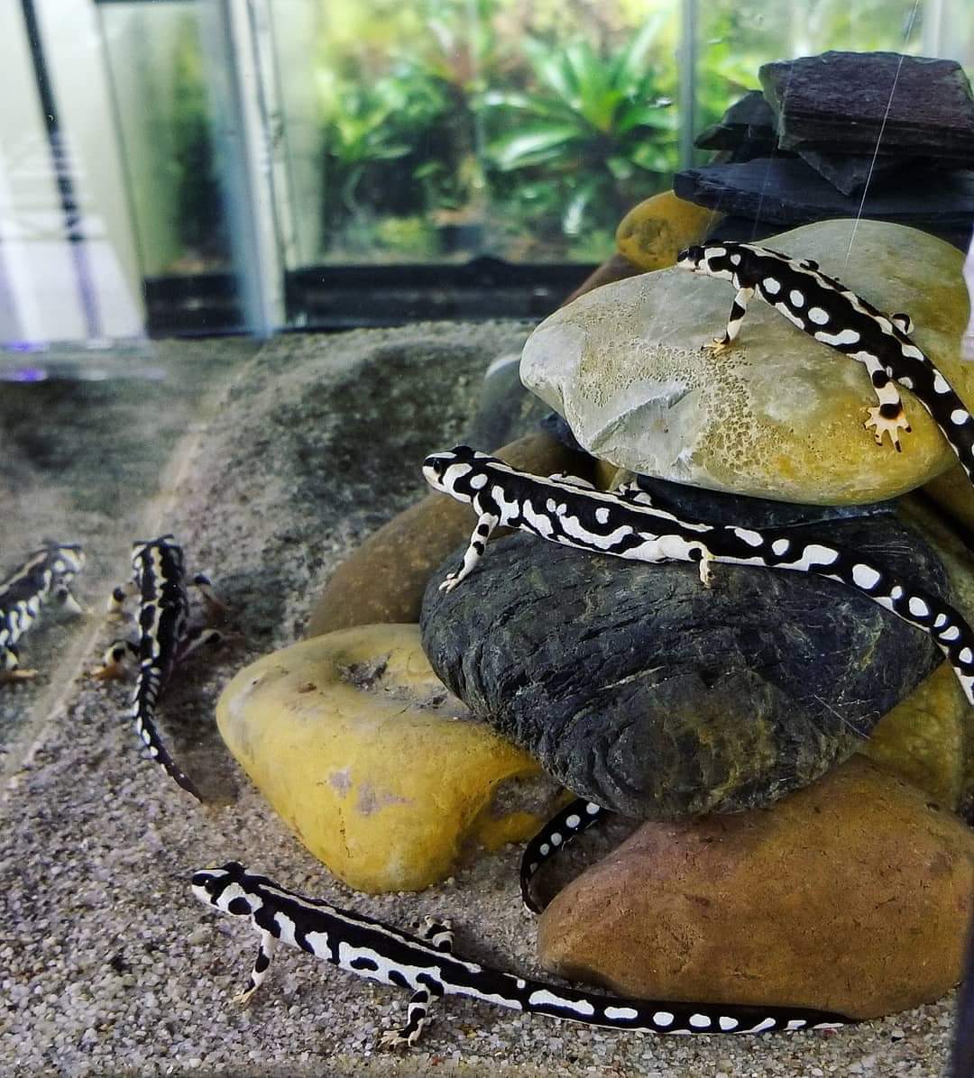 Handful of my Iranian Newts. "Neurergus kaiseri" | Scrolller