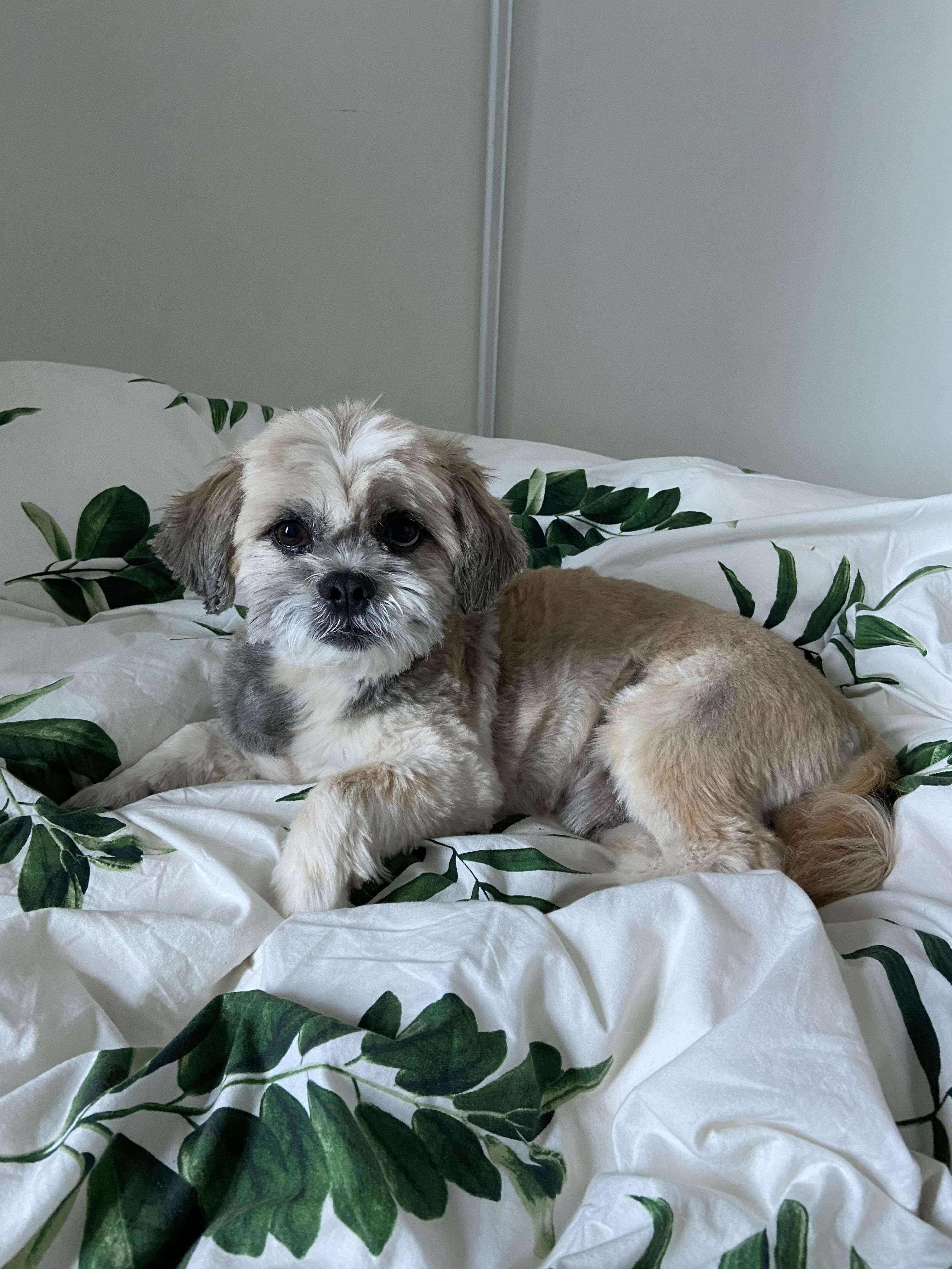 Handsome boy with his fresh hair cut! | Scrolller