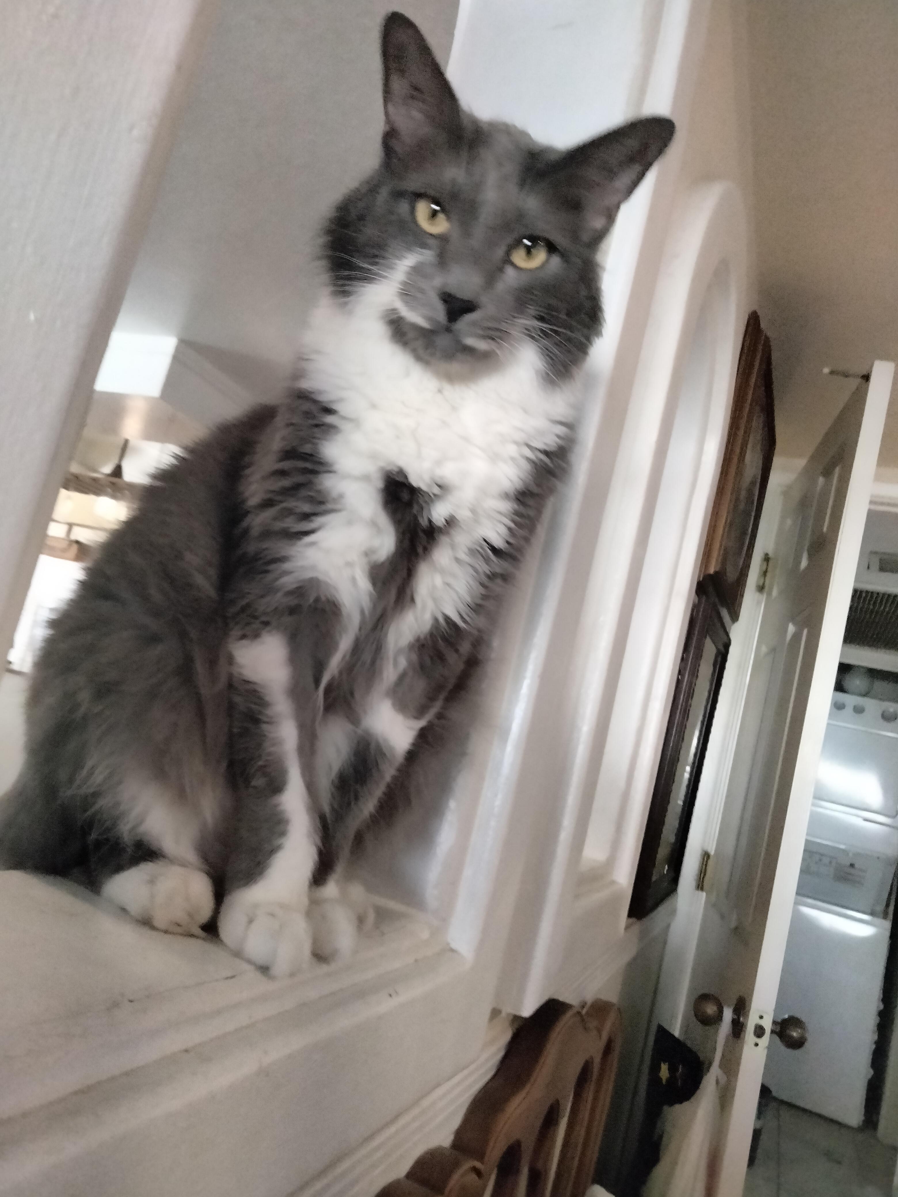 Handsome floof | Scrolller