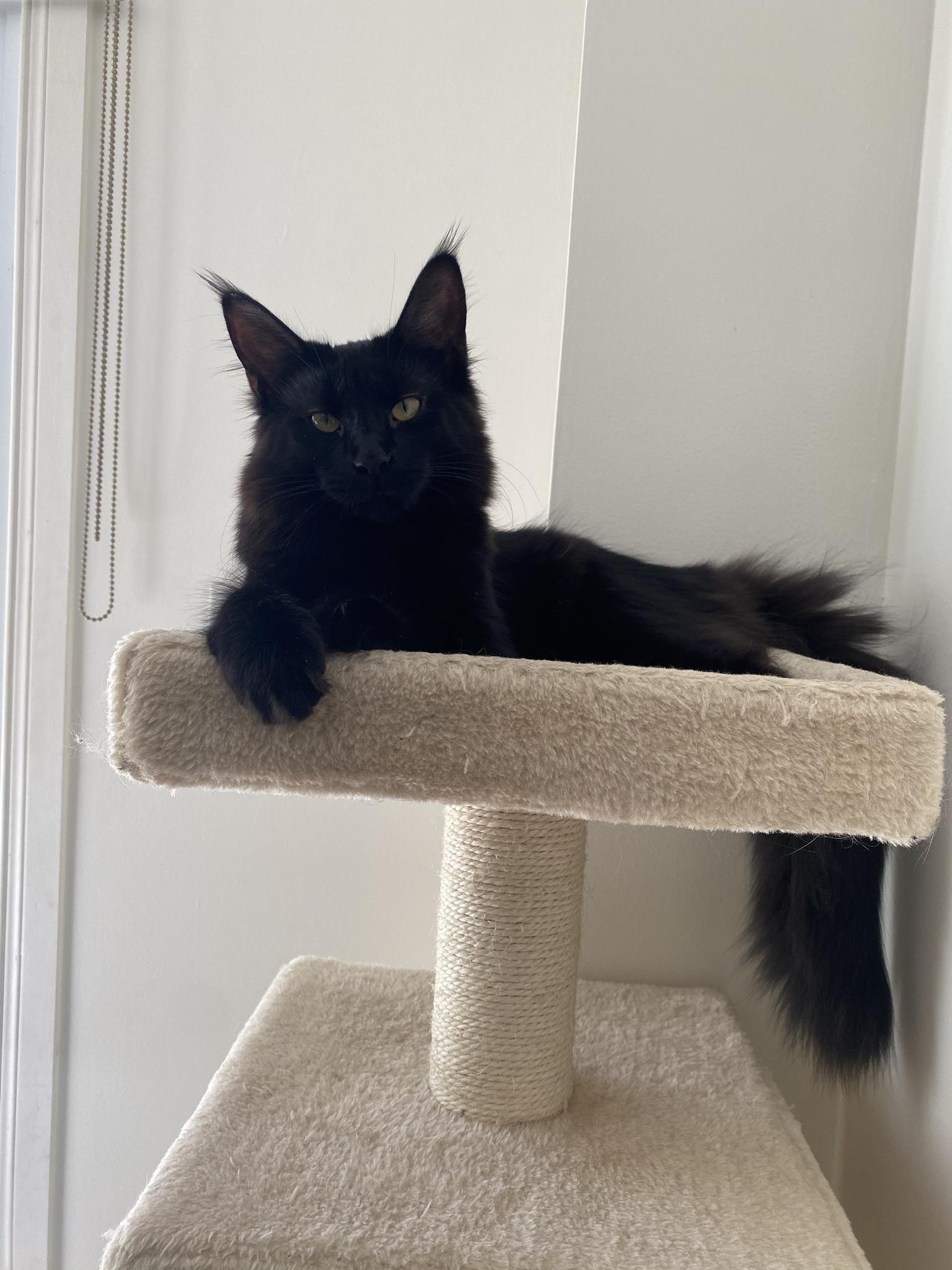 Handsome Jables (jack black) | Scrolller