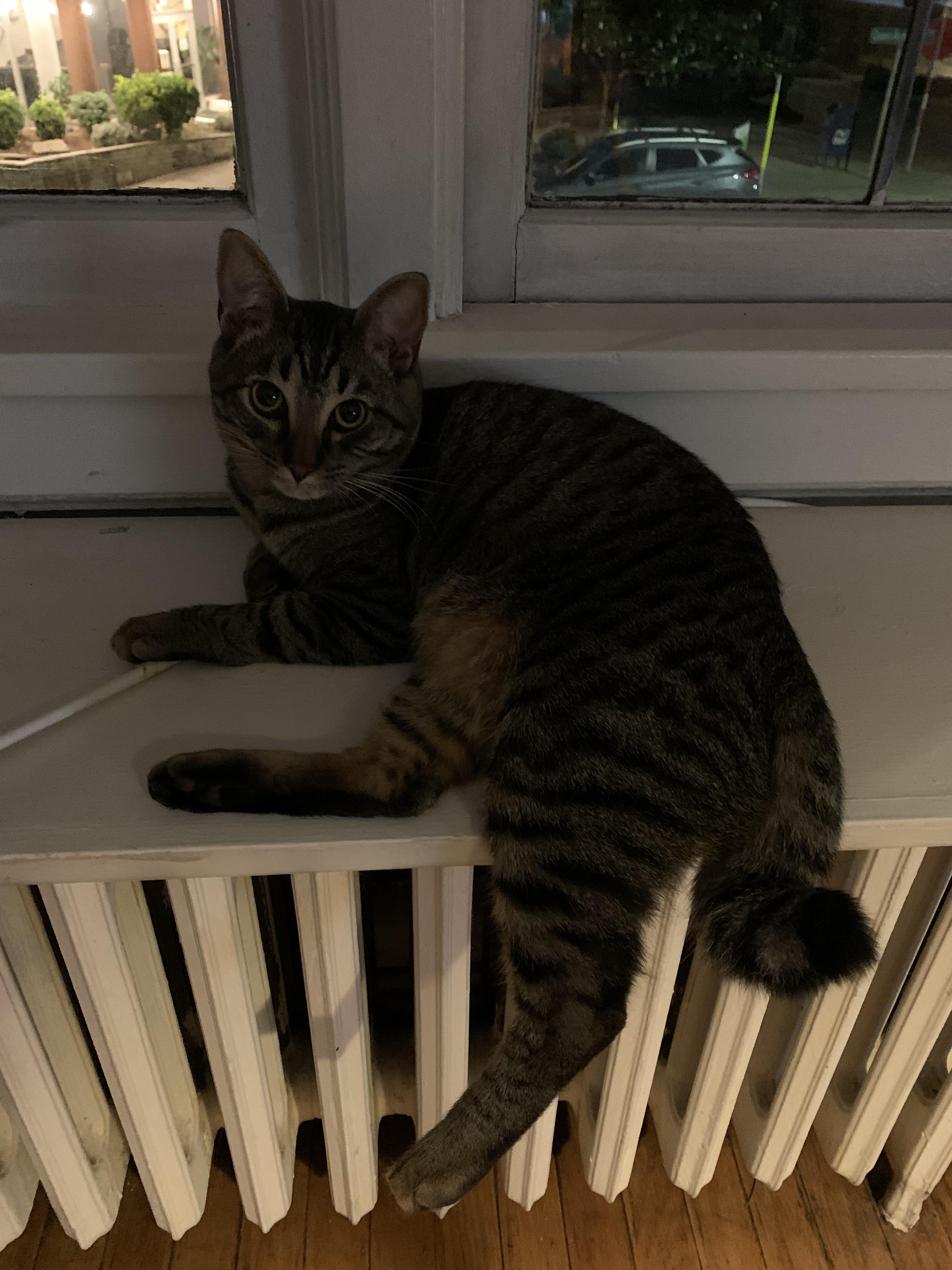 Hanging his drumstick 🍗 off the radiator | Scrolller