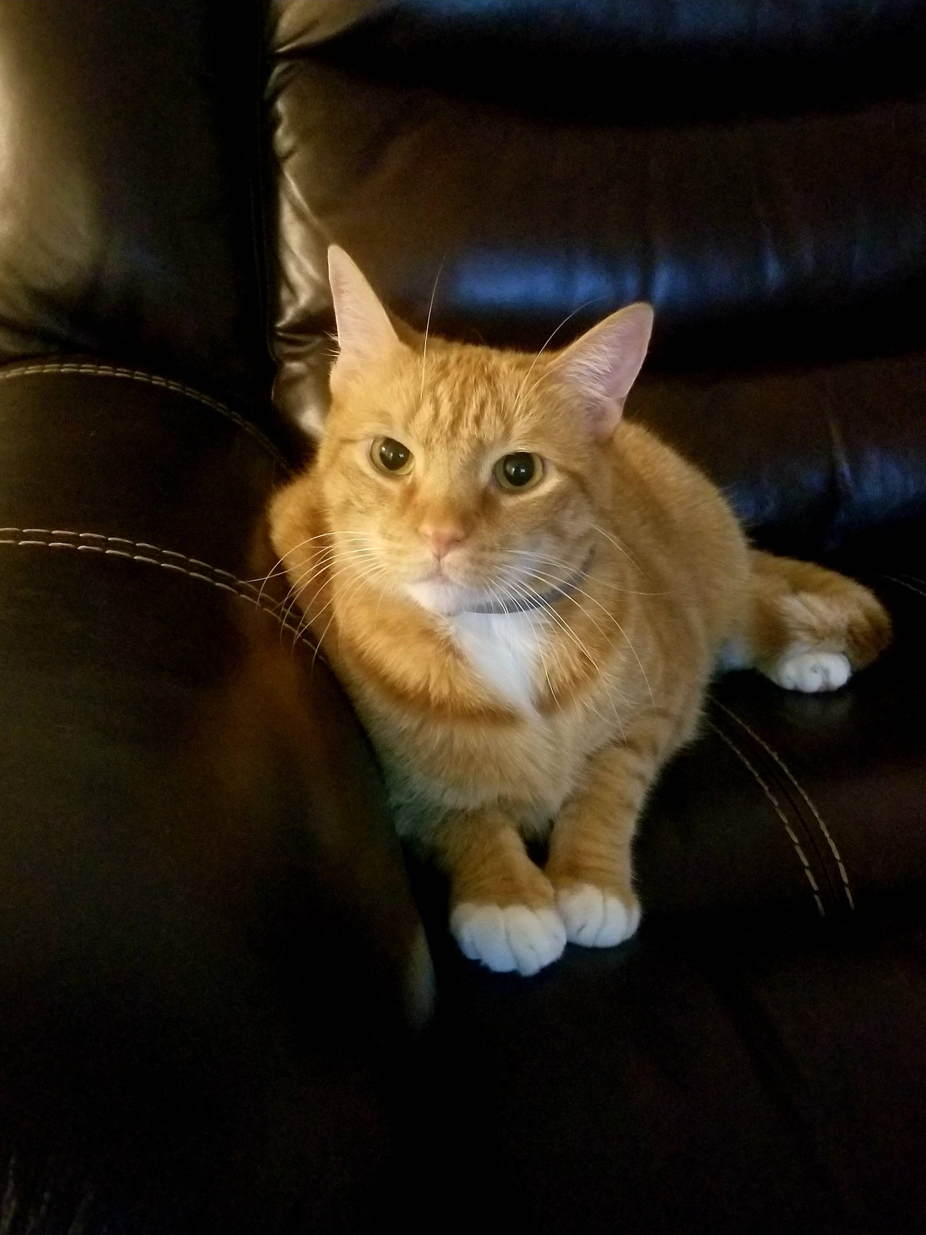 Hanging out on the couch | Scrolller