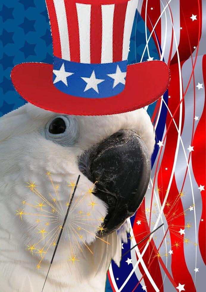 Happy 4th from the bird! | Scrolller