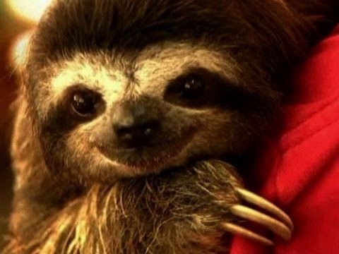 happy 4th of july from /r/slothporn | Scrolller