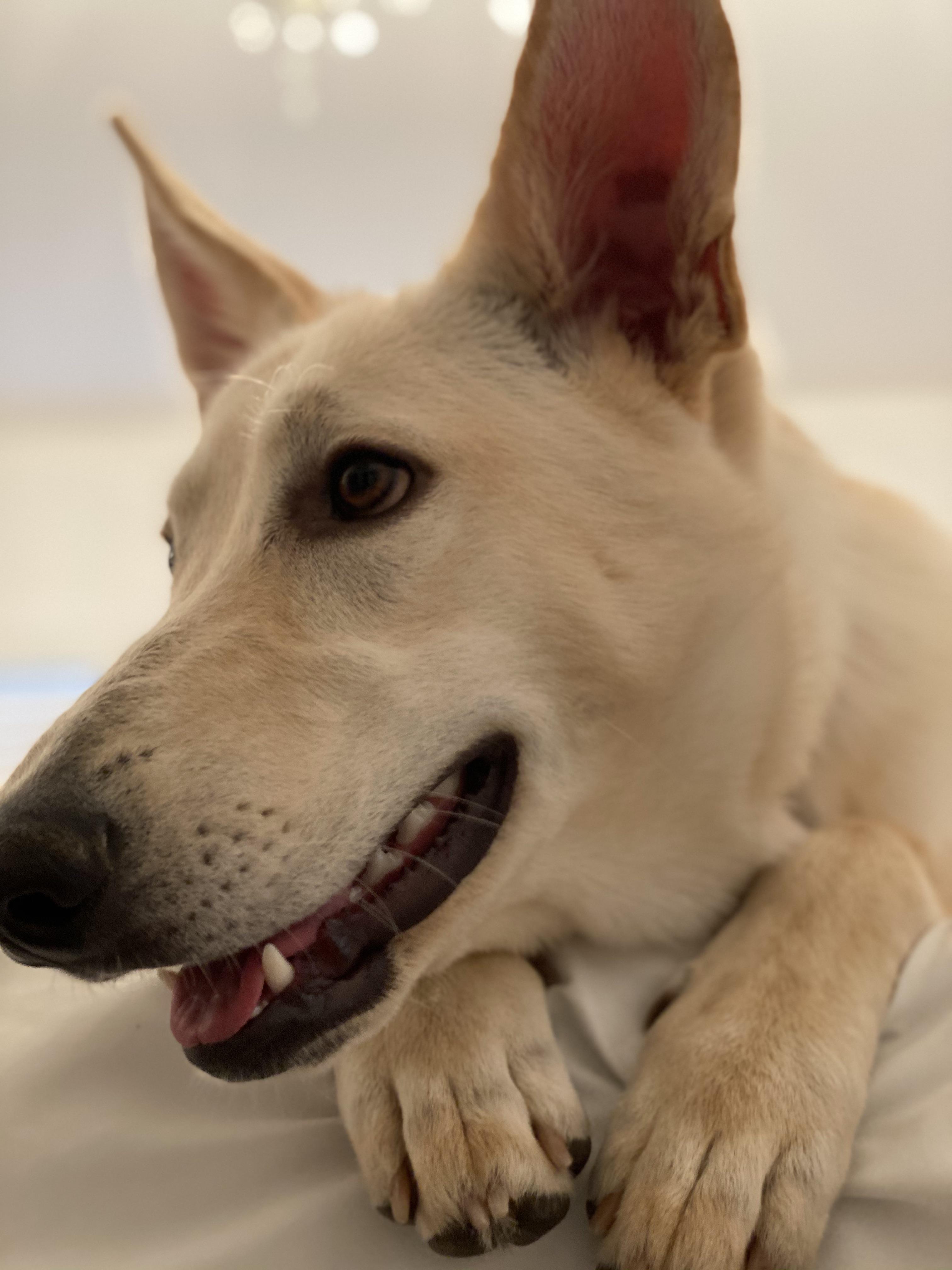 Happy birthday my sweet pup🌸 | Scrolller