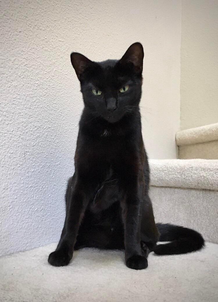 Happy Black Cat Appreciation Day! 🖤 | Scrolller