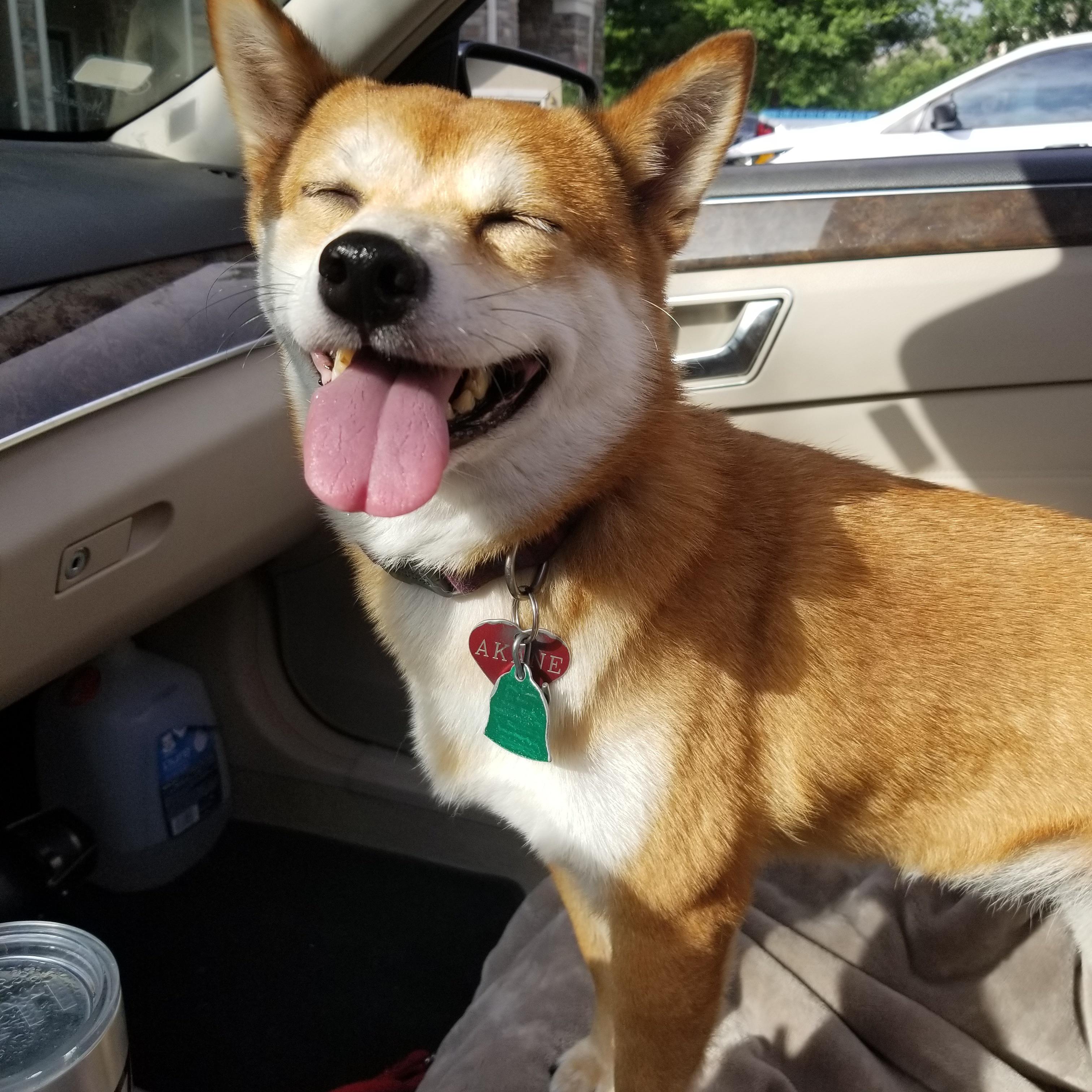 Happy doge!! | Scrolller